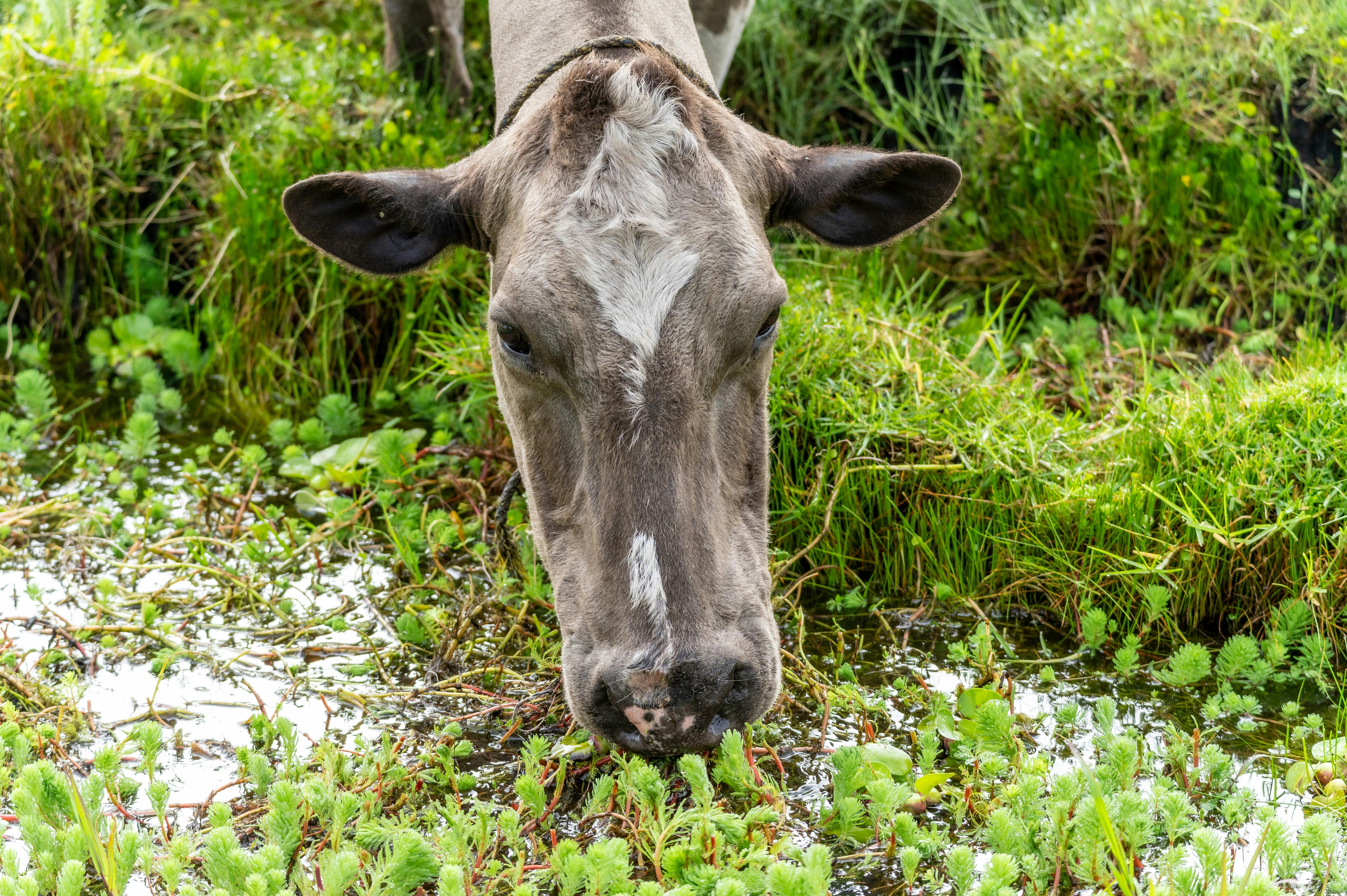Cow Drinking Water · Free Stock Photo