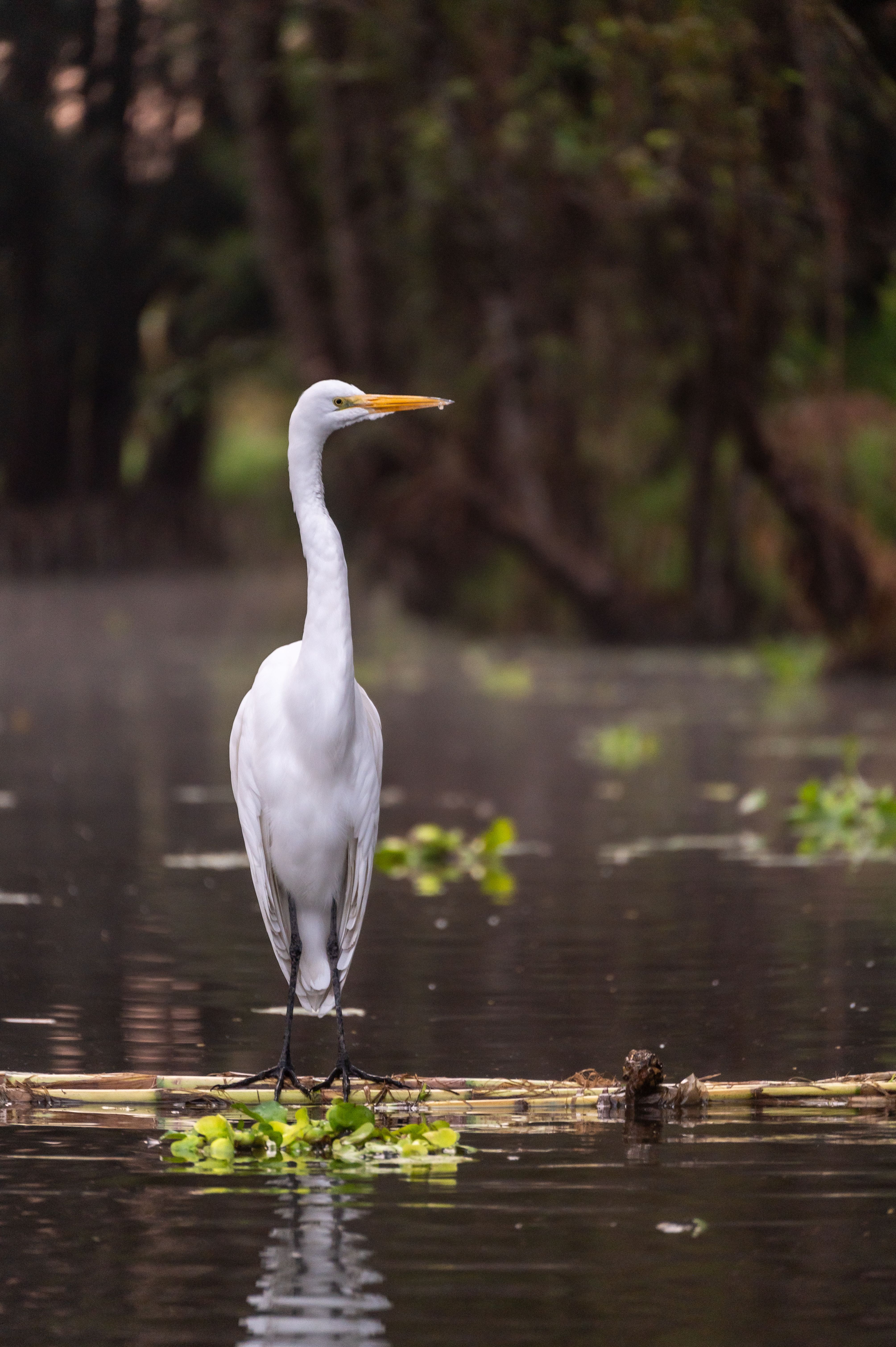 Eastern Great Egret Bird on Lake · Free Stock Photo