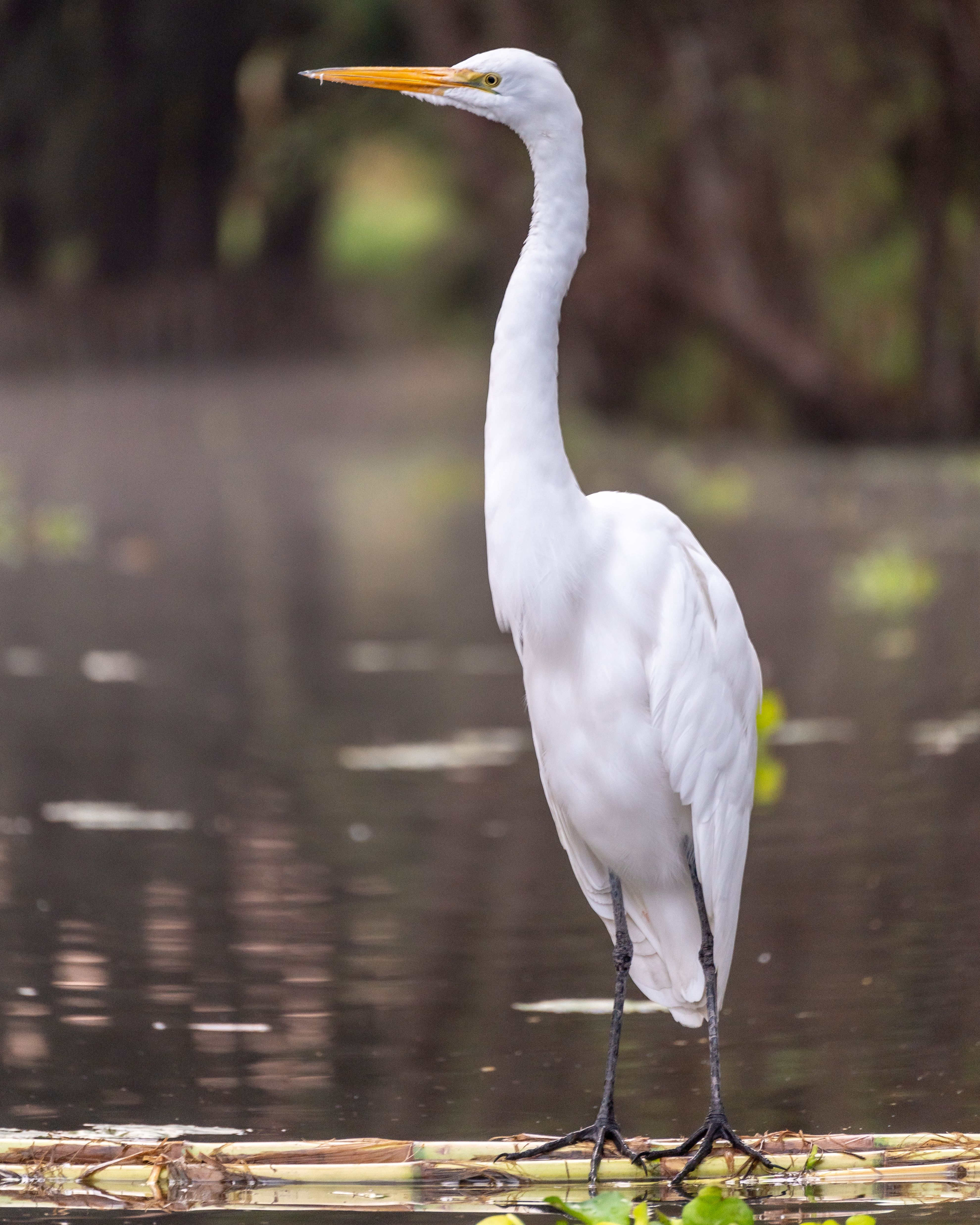 Eastern Great Egret · Free Stock Photo