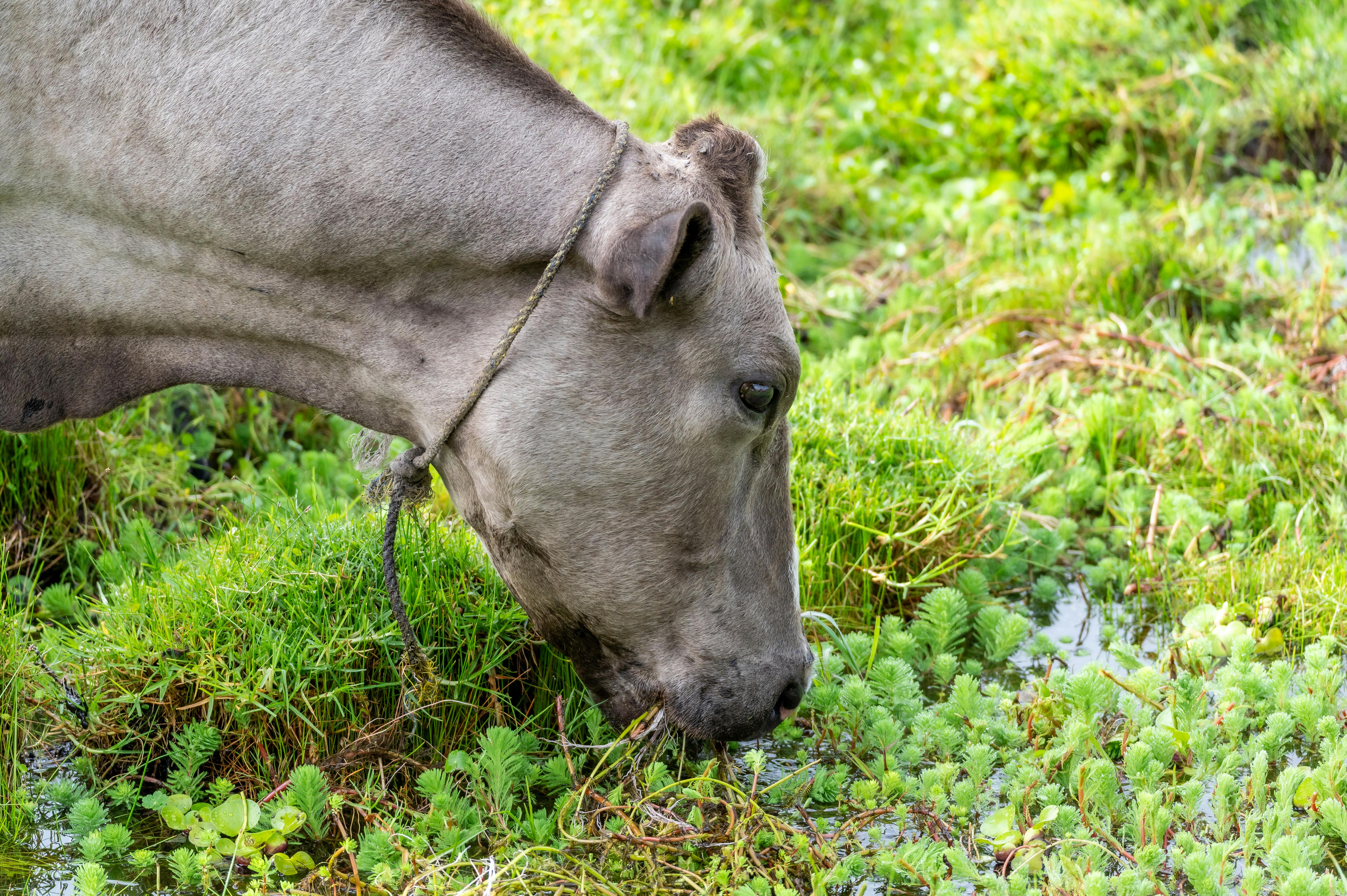 Cow over Puddle and Plants · Free Stock Photo