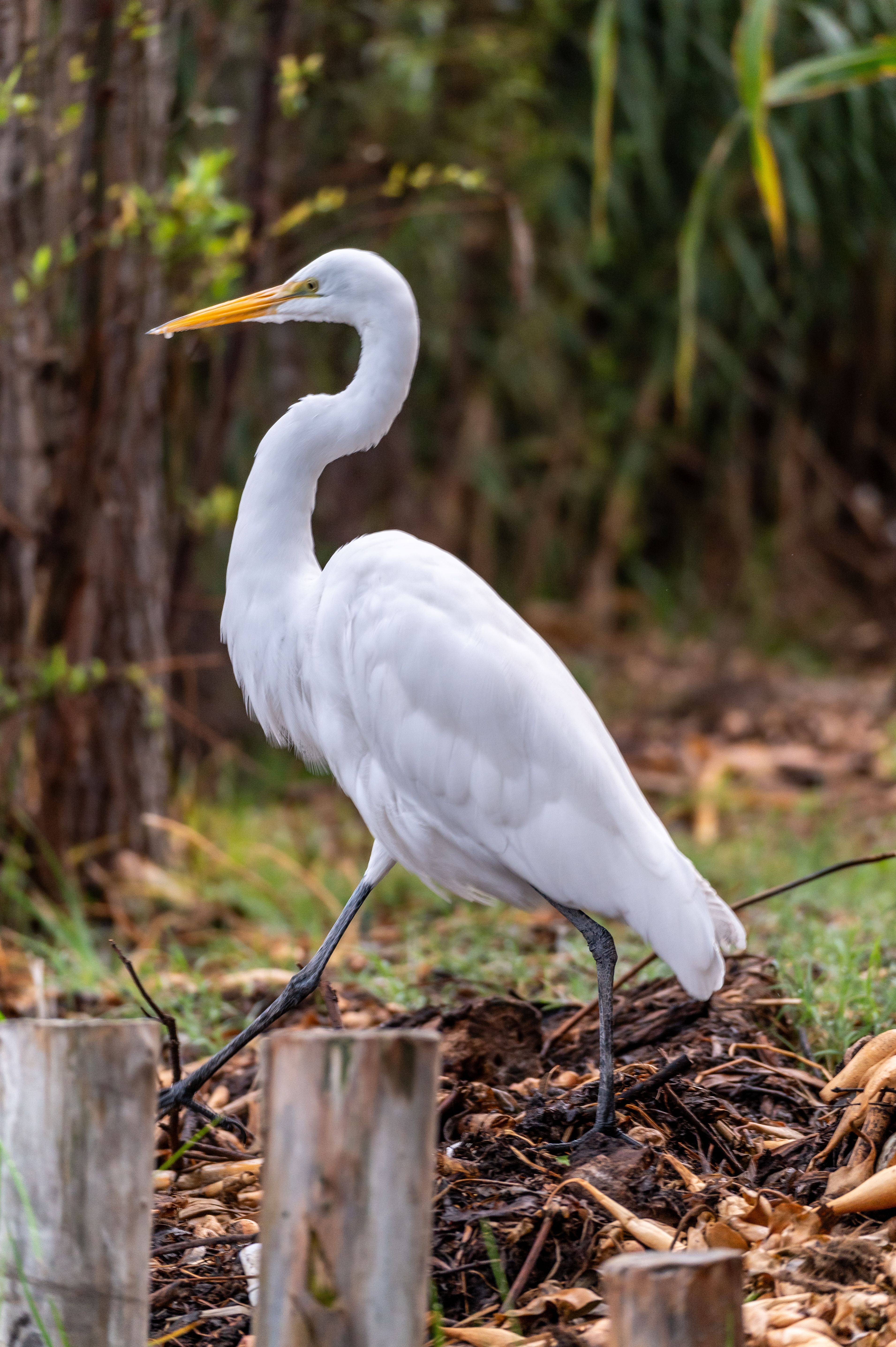 Eastern Great Egret Bird in Nature · Free Stock Photo