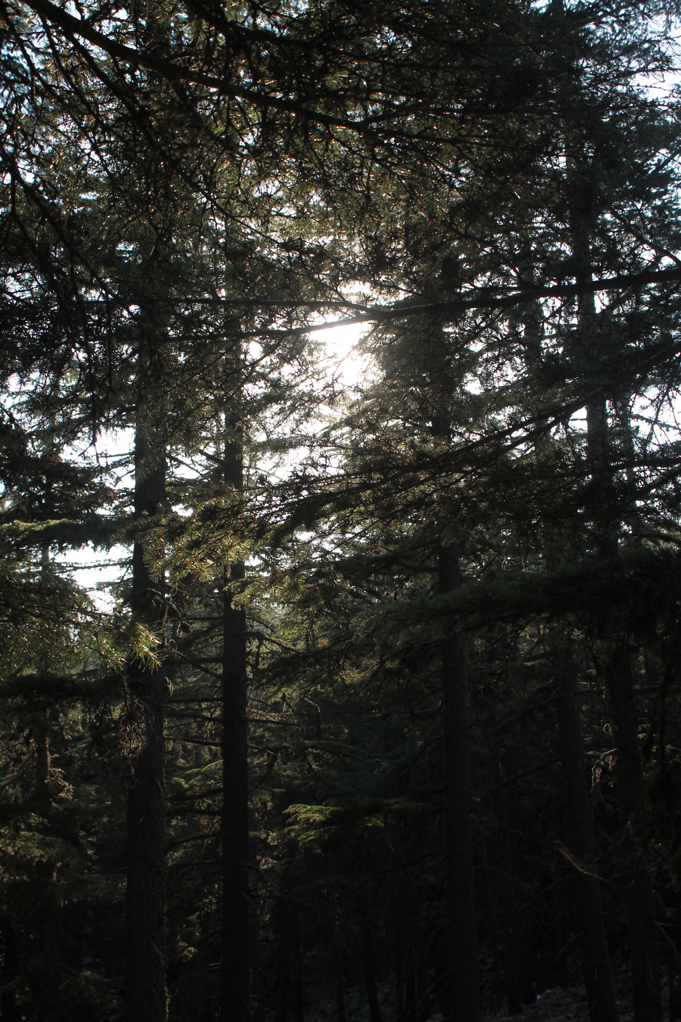 Tall Trees in Deep Forest · Free Stock Photo