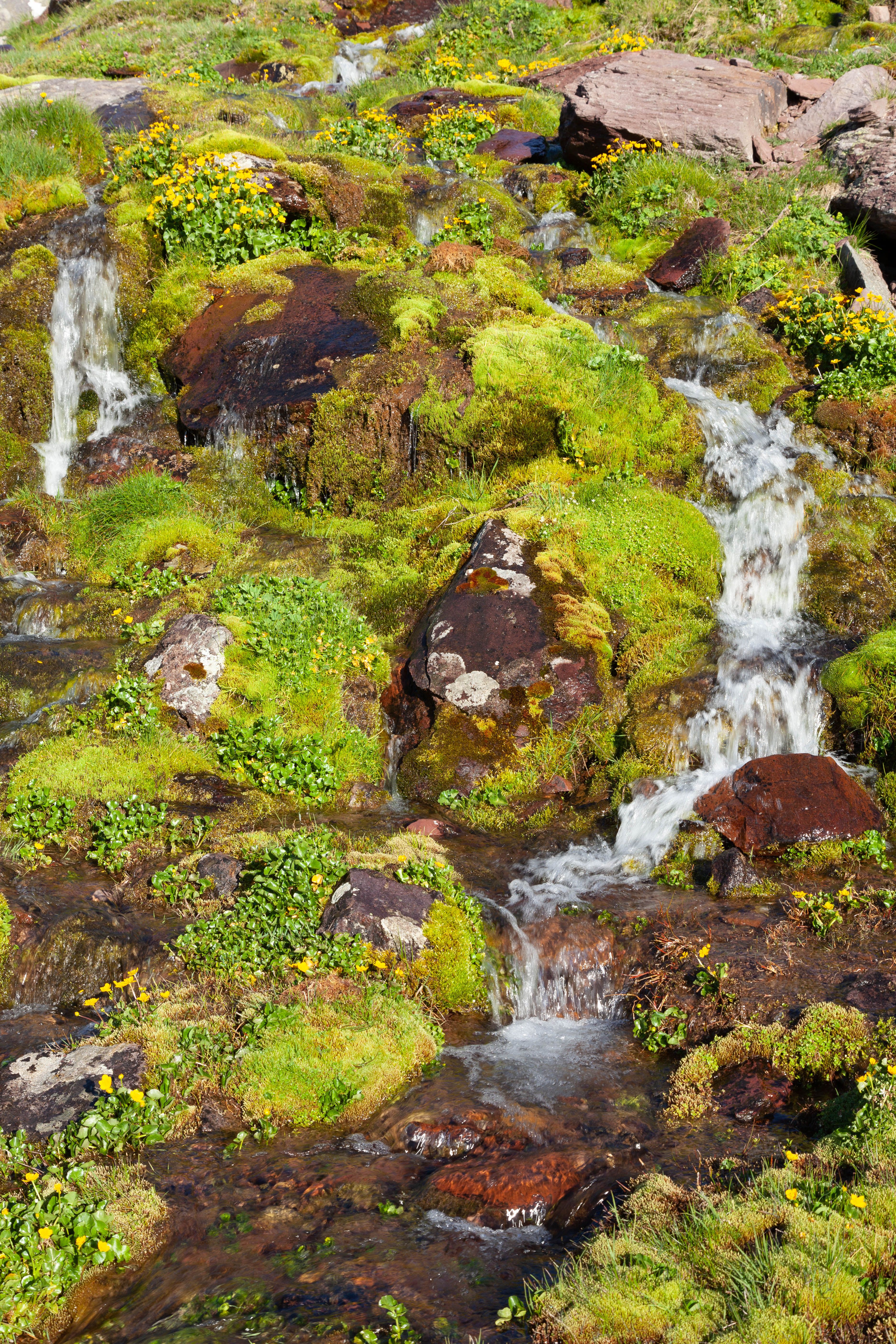 Rocks Covered With Moss · Free Stock Photo