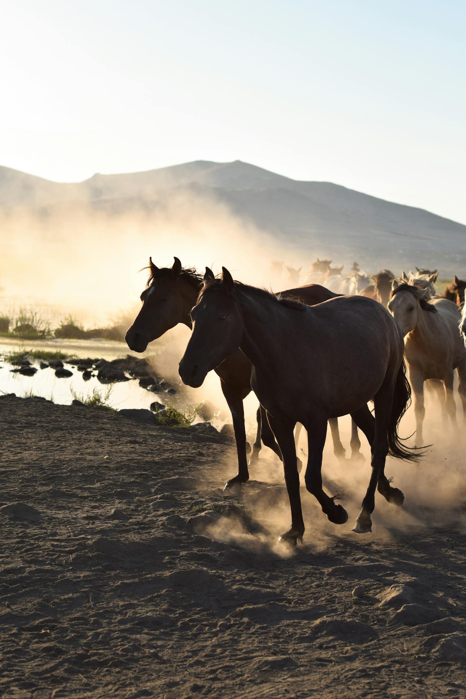 Seven Horses Running Photos, Download The BEST Free Seven Horses ...