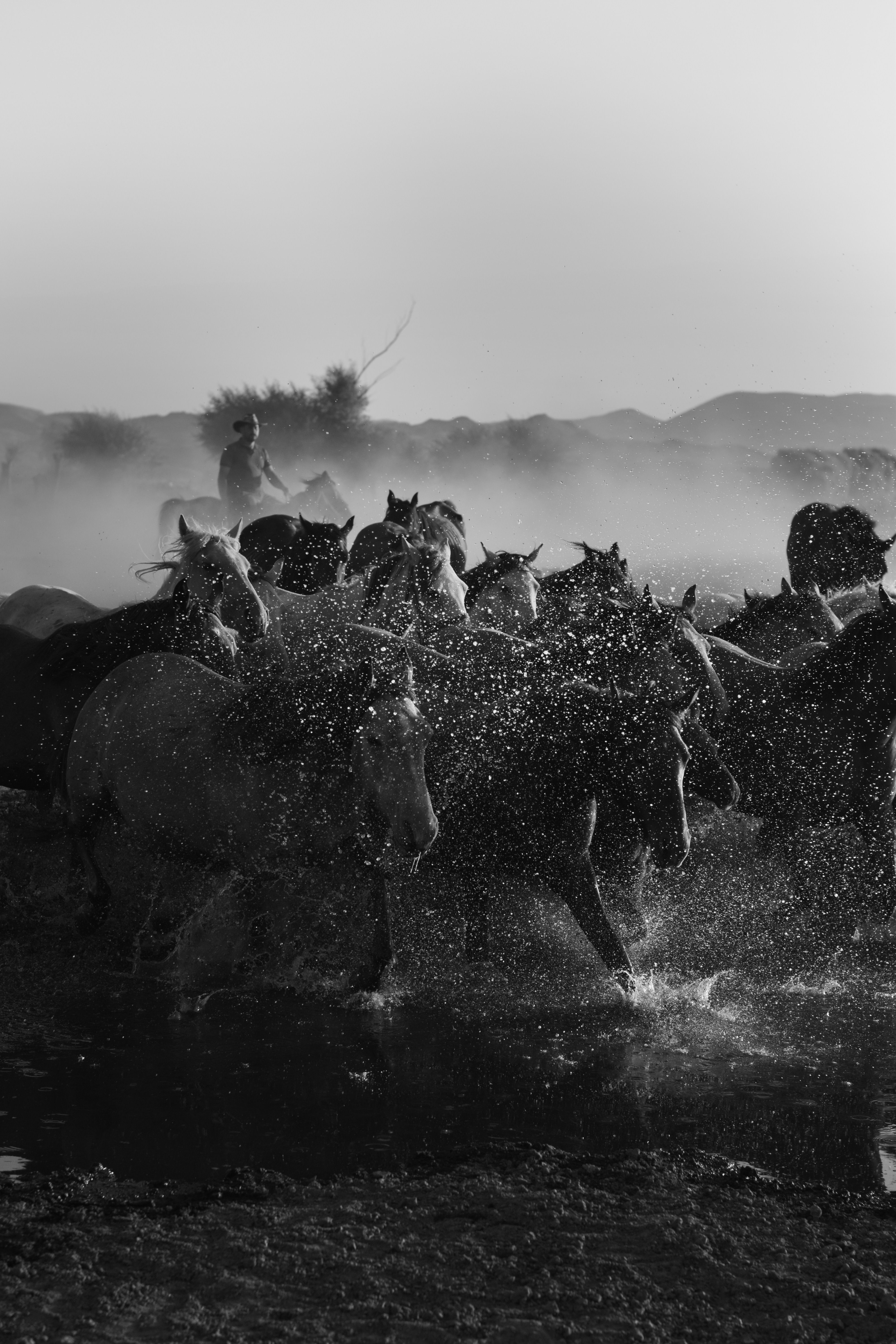 Wild Horses Galloping in Mud · Free Stock Photo