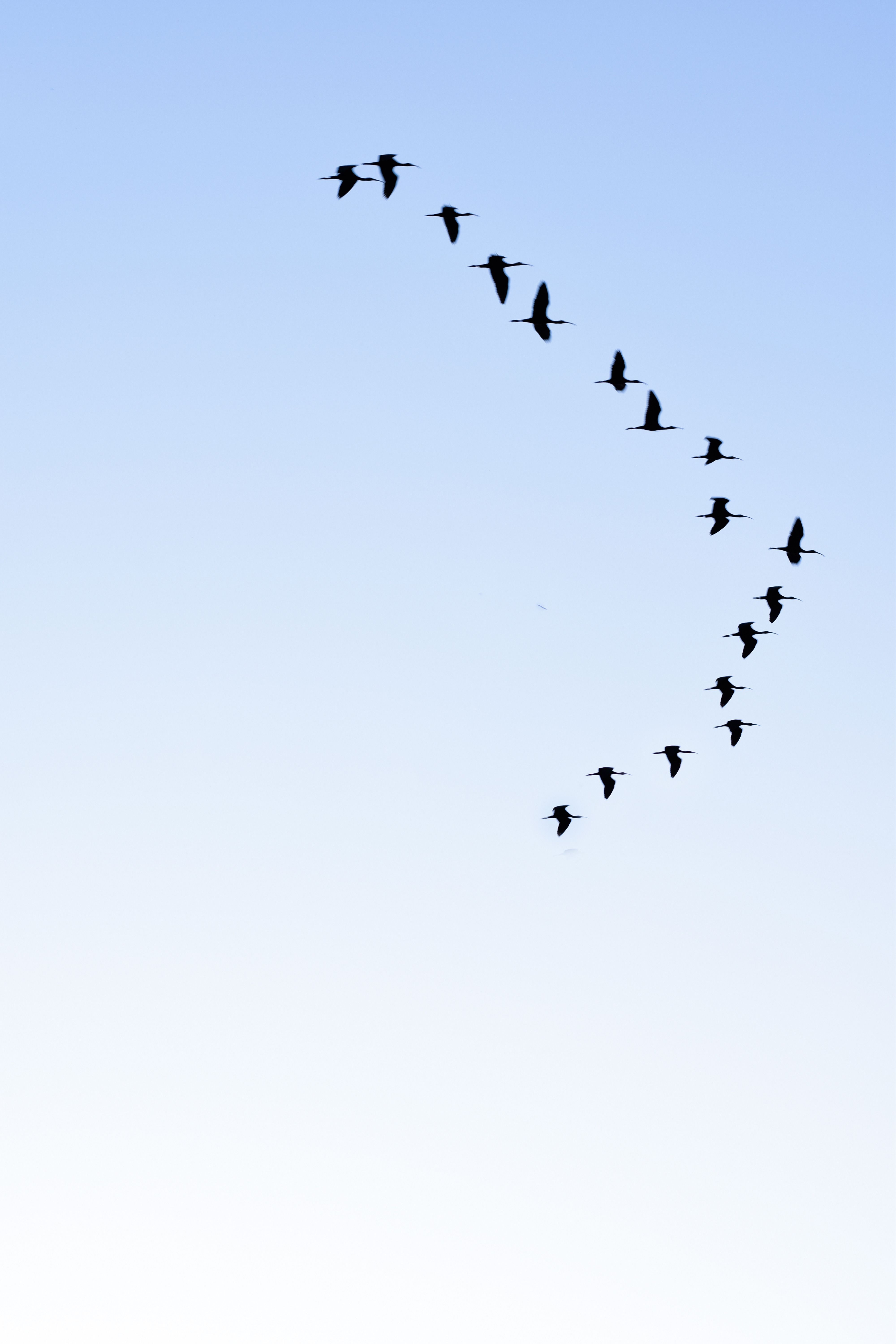 Birds Flying on Clear Sky · Free Stock Photo