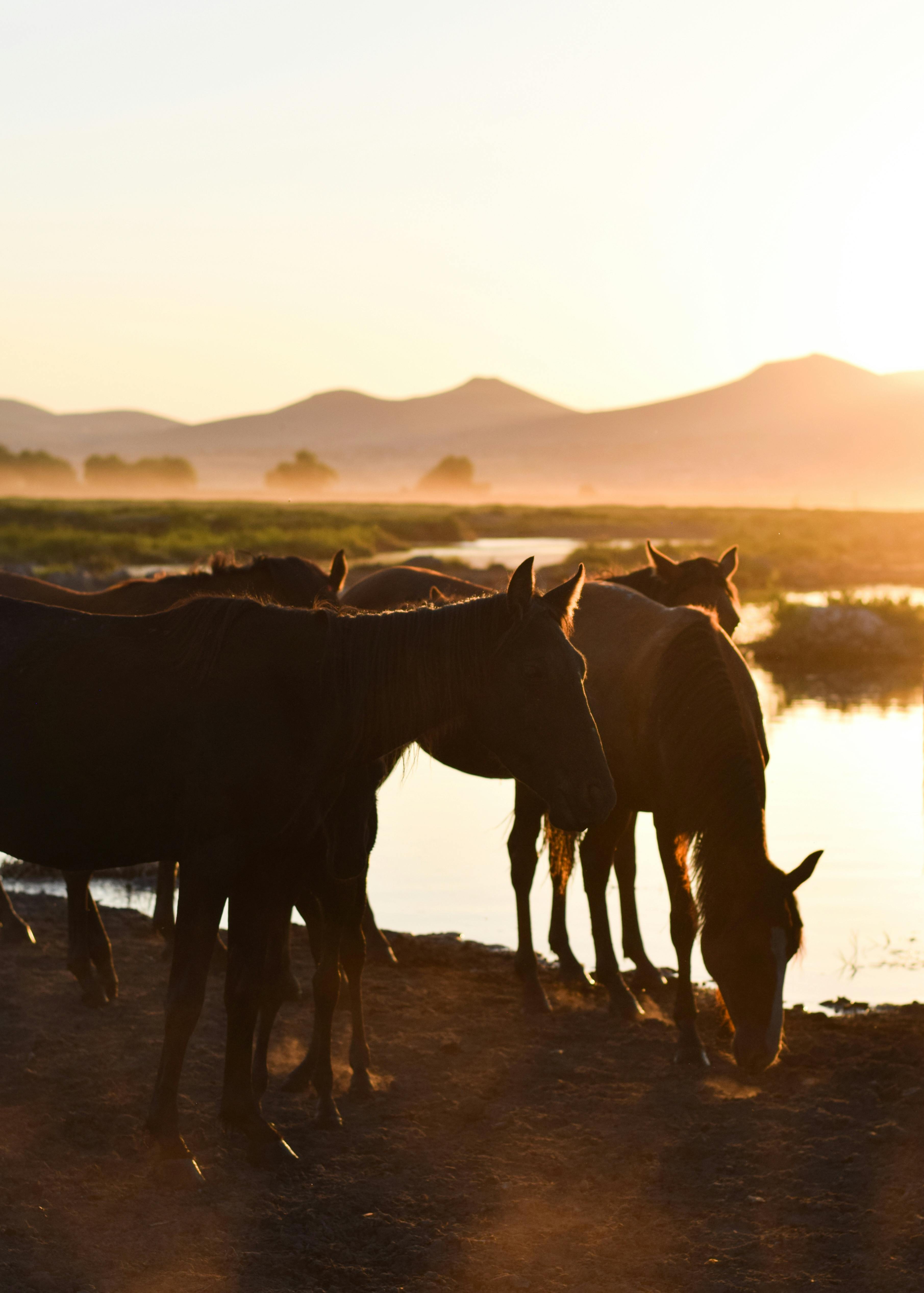 4k Wallpaper 7 Horses Runing Photos, Download The BEST Free 4k ...