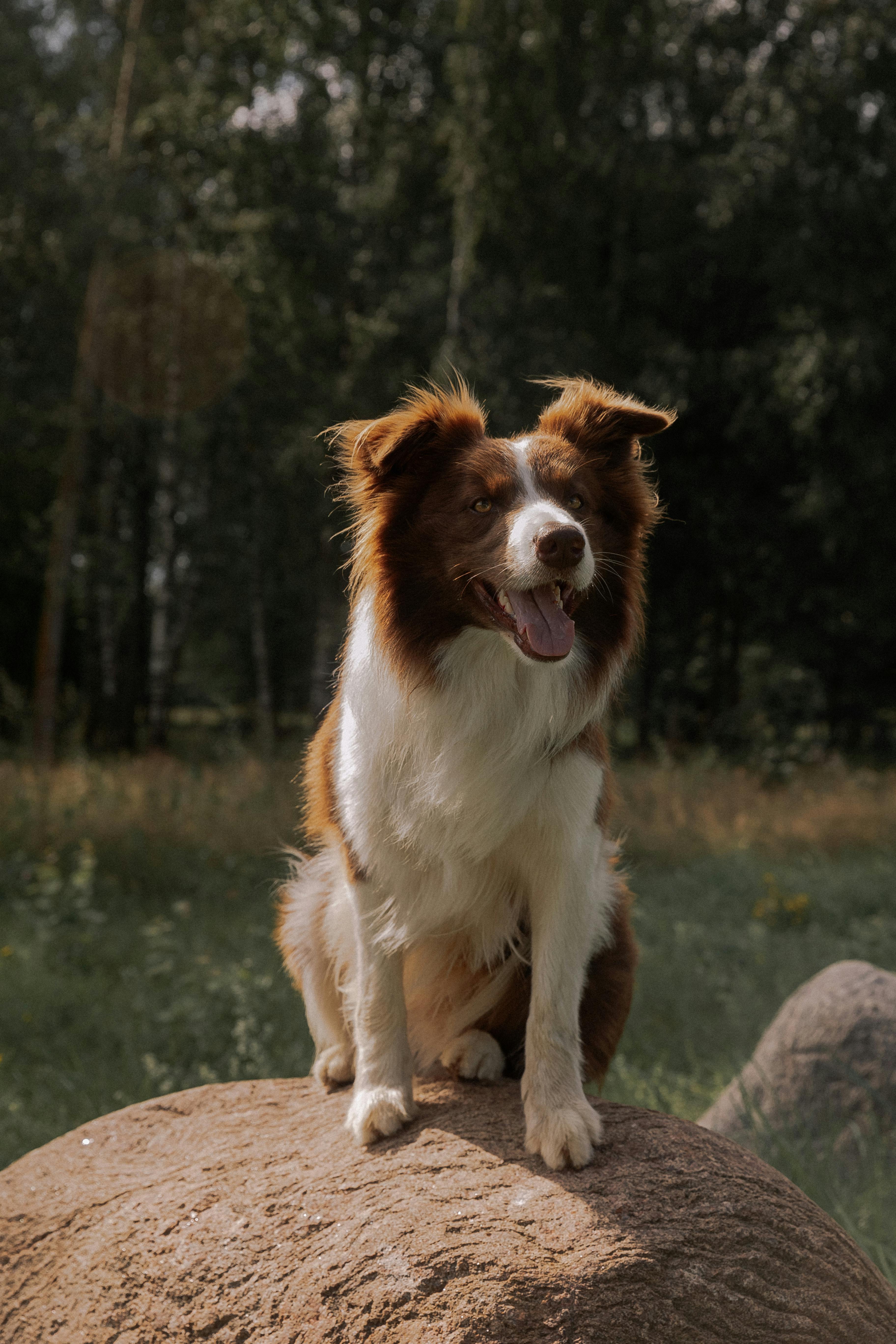 Border Collie Sitting on Rock · Free Stock Photo
