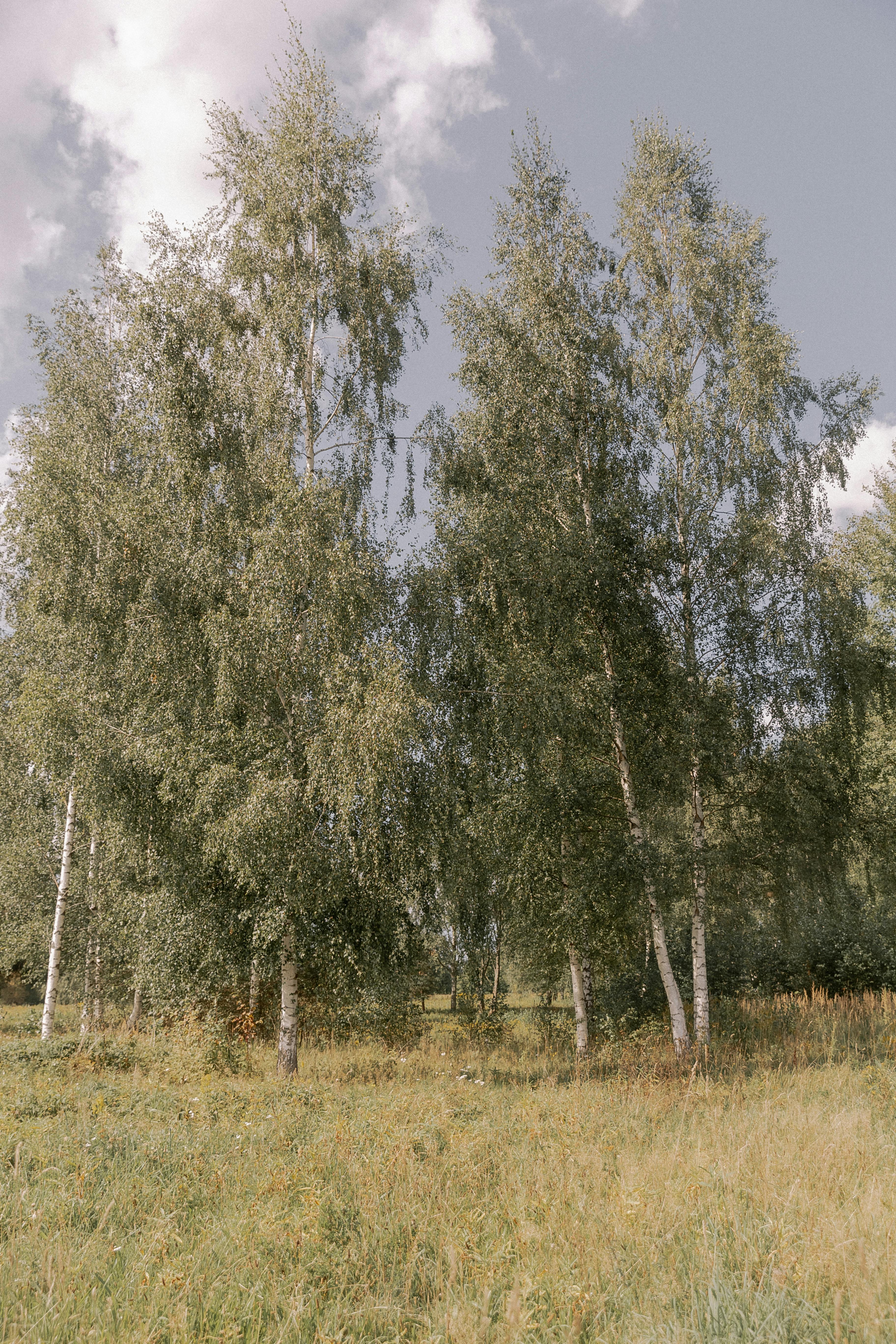 A Grass Field and Trees in Summer · Free Stock Photo