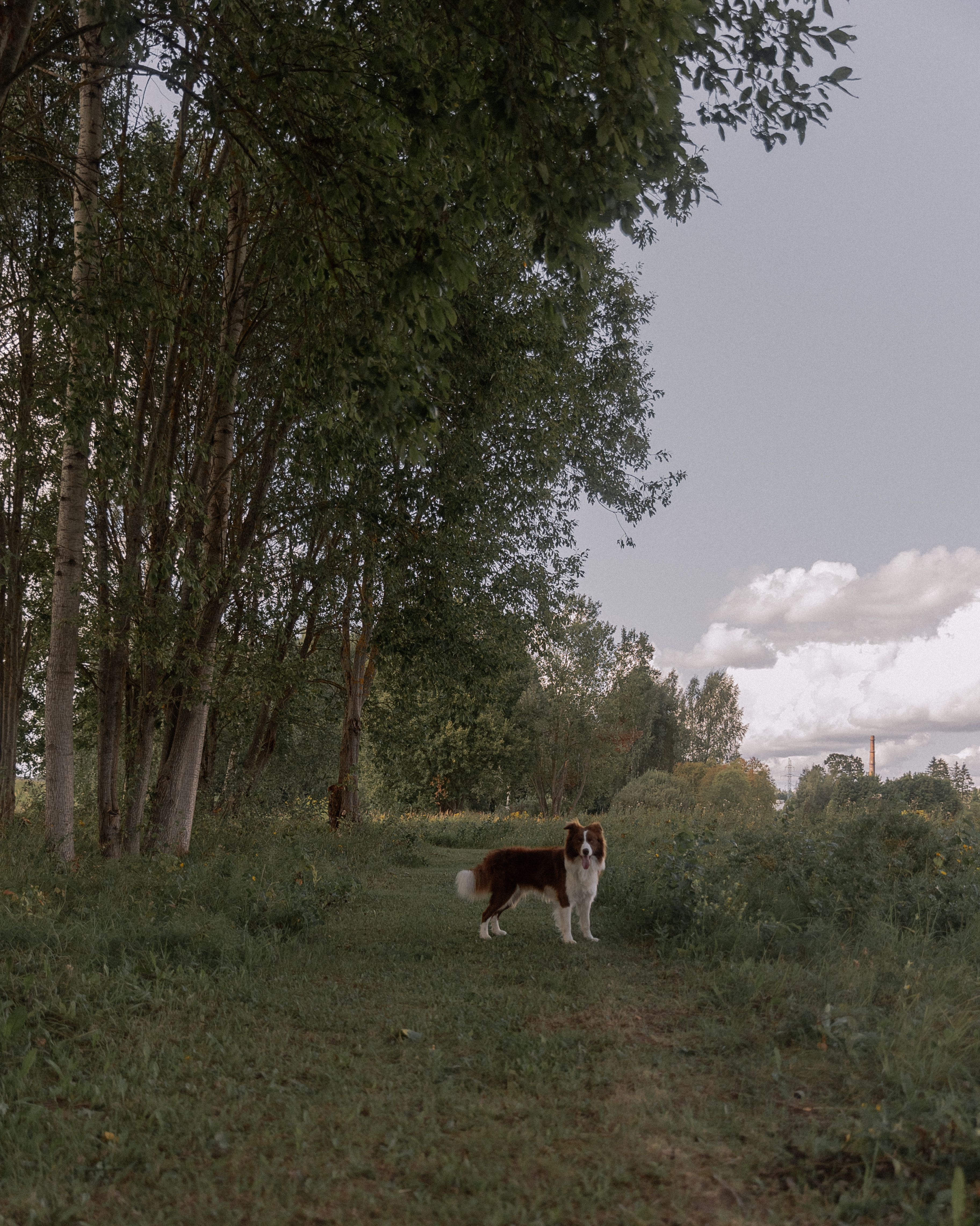 A Dog on a Grass Field · Free Stock Photo