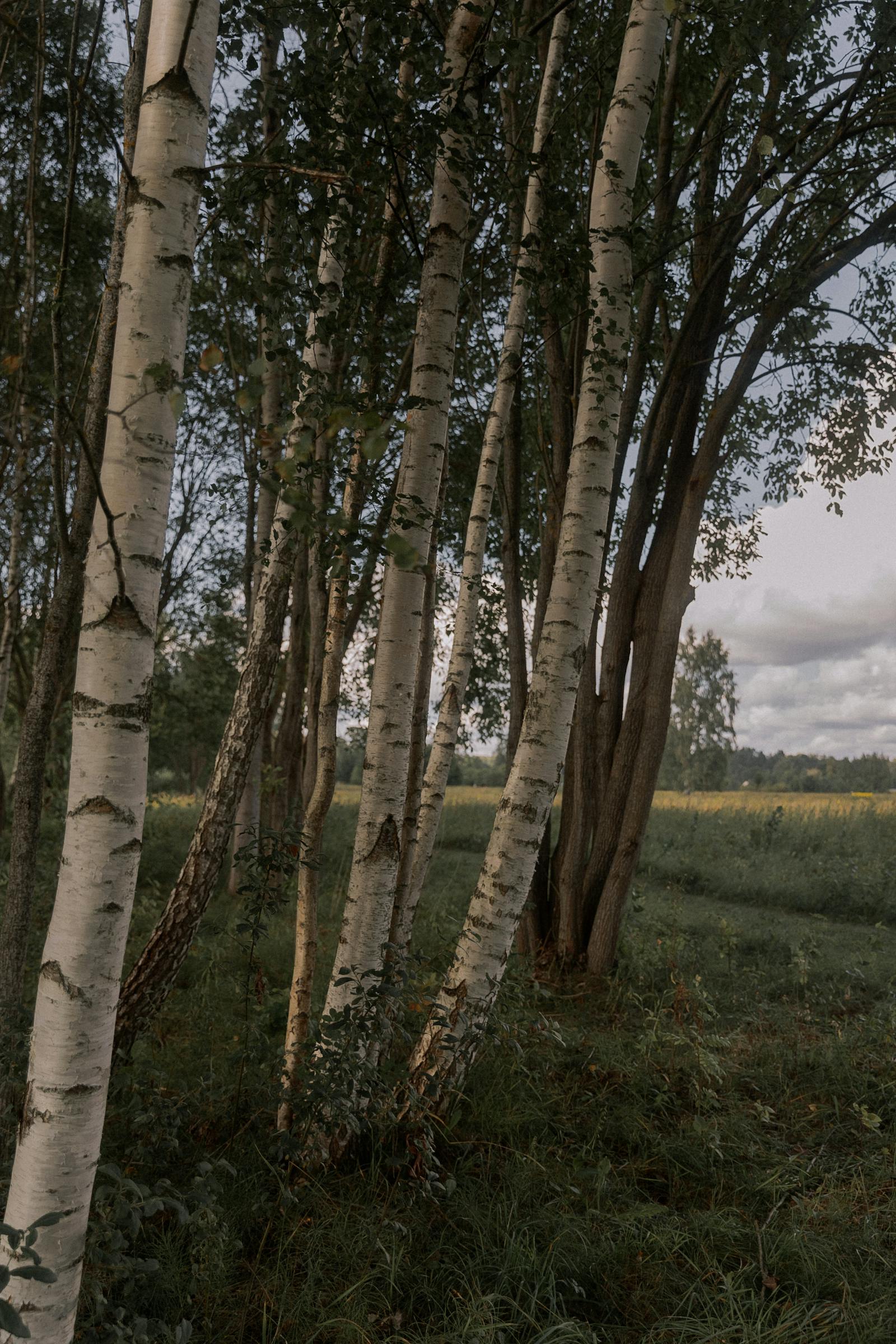 Birch Photos, Download The BEST Free Birch Stock Photos & HD Images
