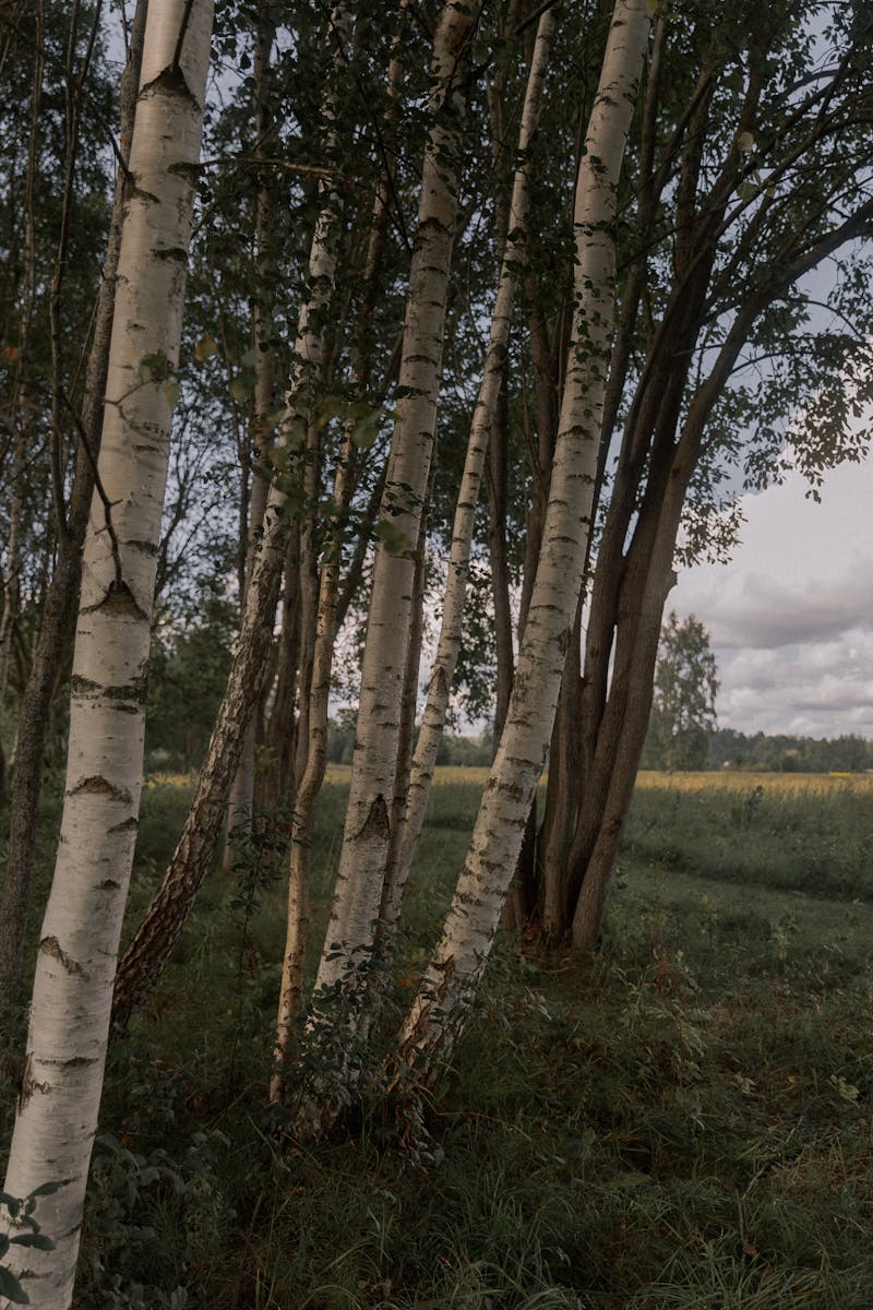 Birch Trees Photos, Download The BEST Free Birch Trees Stock Photos ...