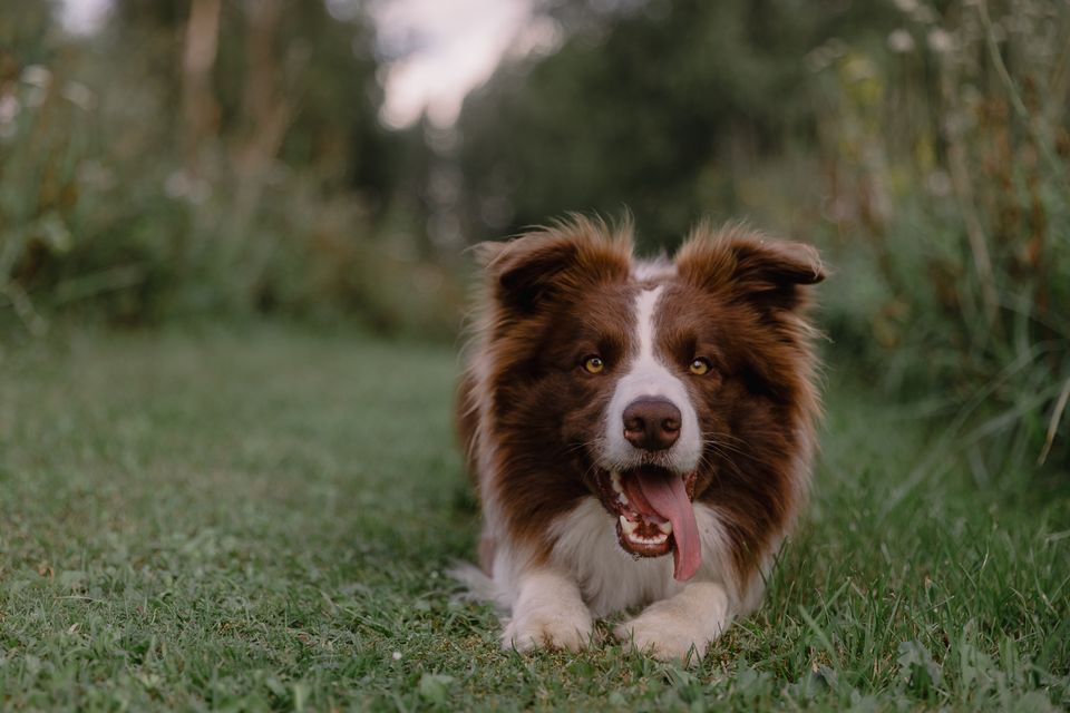 Cultural Depictions of Dogs: A Timeless Symbolism Evolution