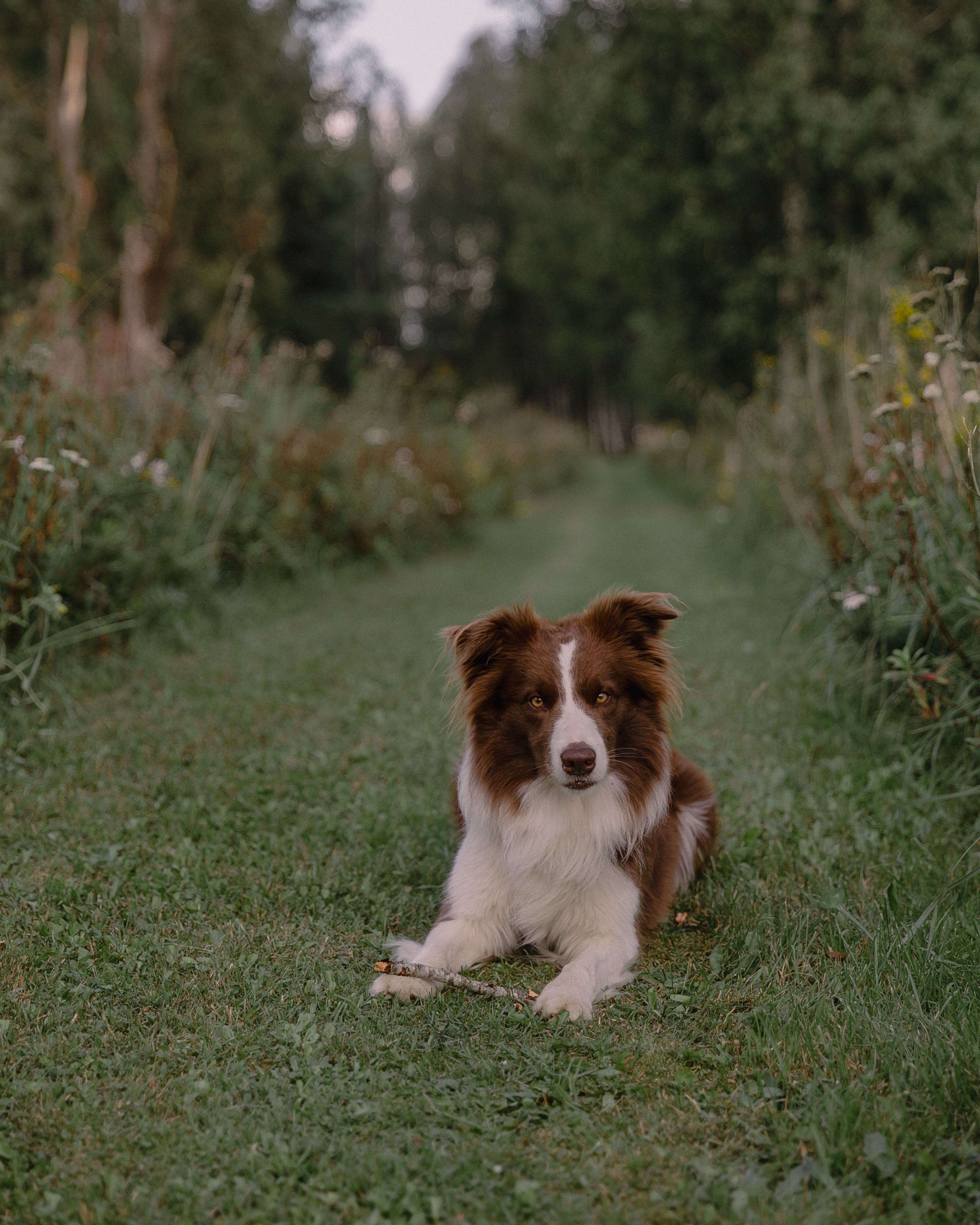 Animal Exercising Photos, Download The BEST Free Animal Exercising ...