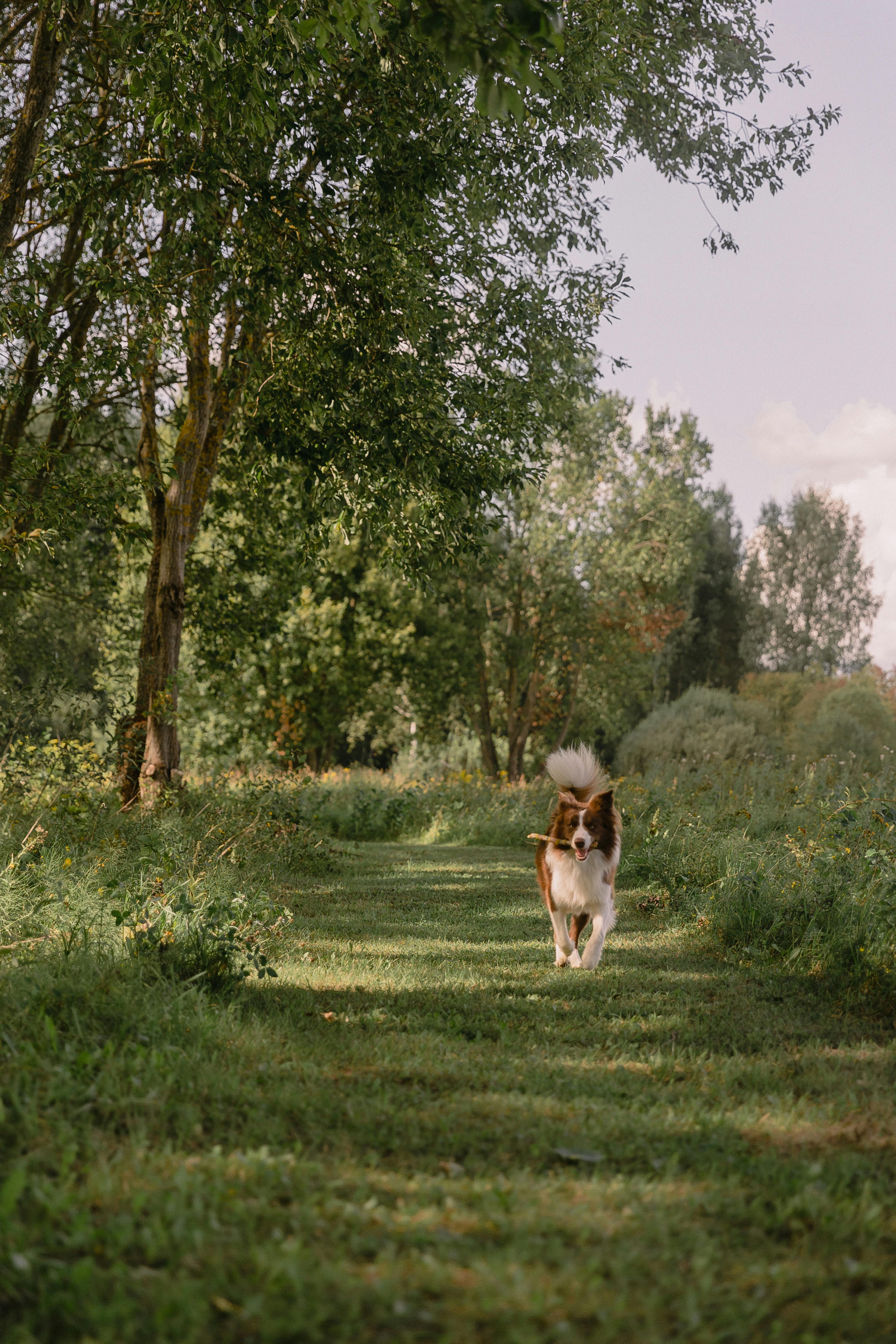 Verbal Ancestry Photos, Download The BEST Free Verbal Ancestry Stock ...