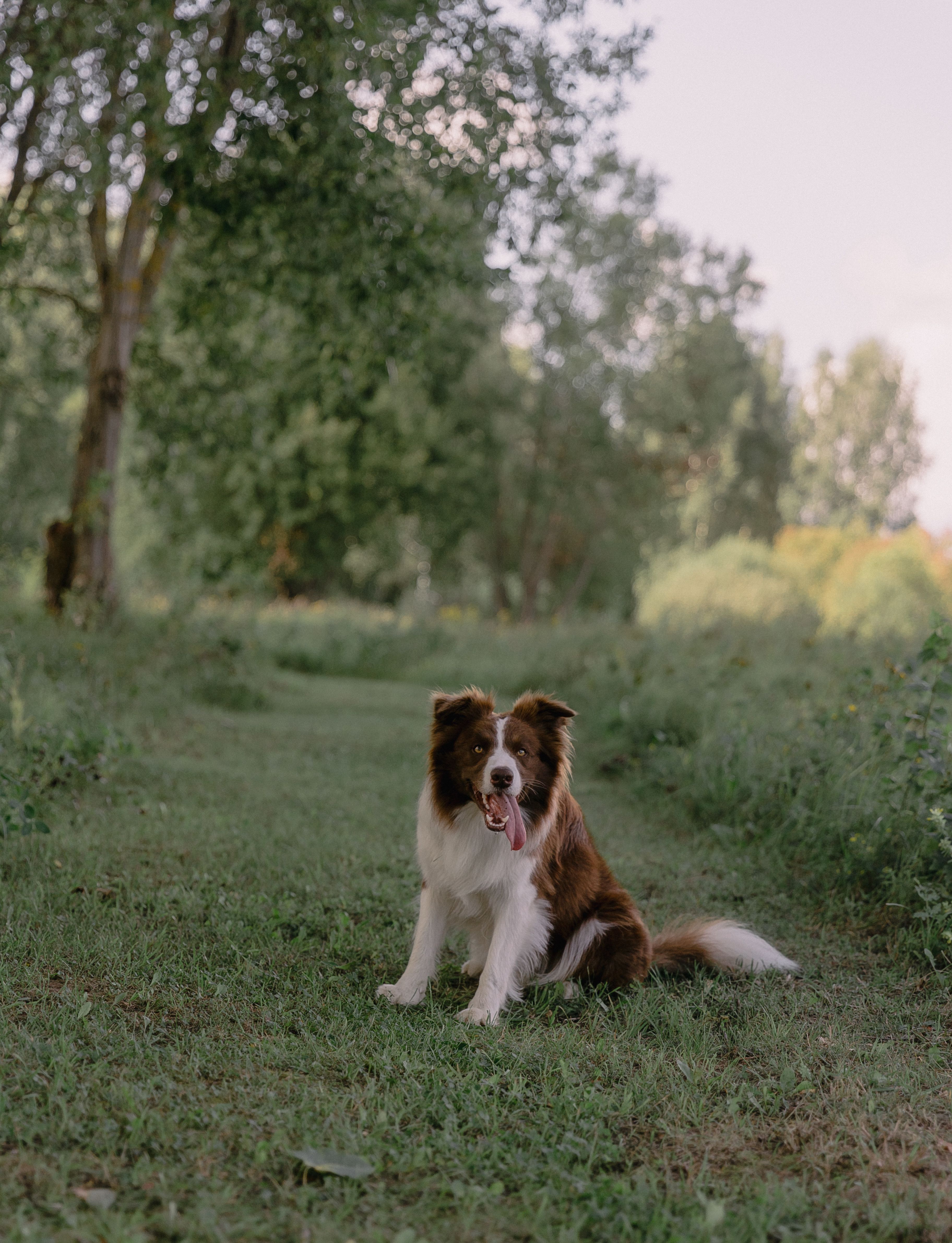 Close-up of a Border Collie Dog · Free Stock Photo