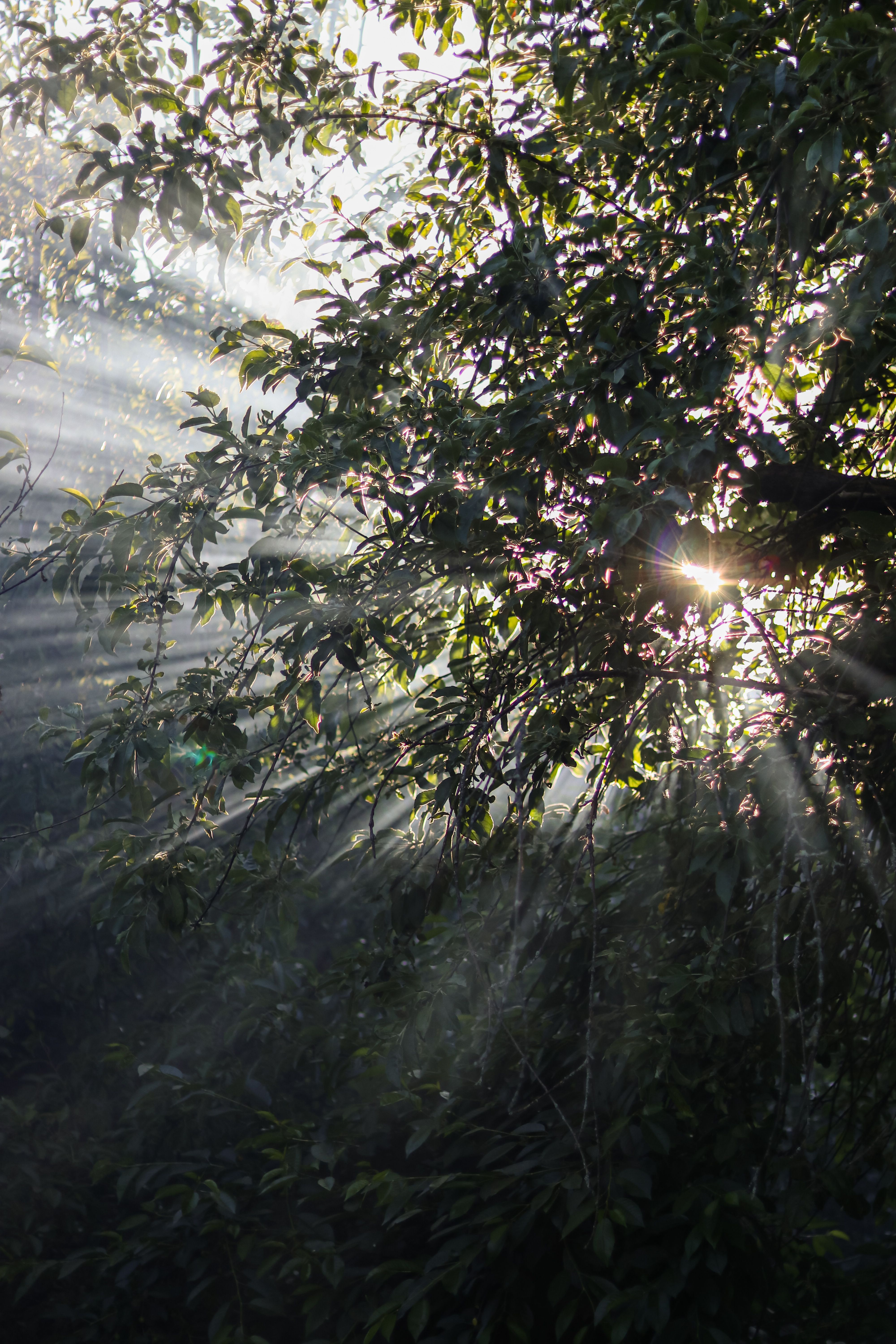 The Sun Shining between the Tree Branches · Free Stock Photo