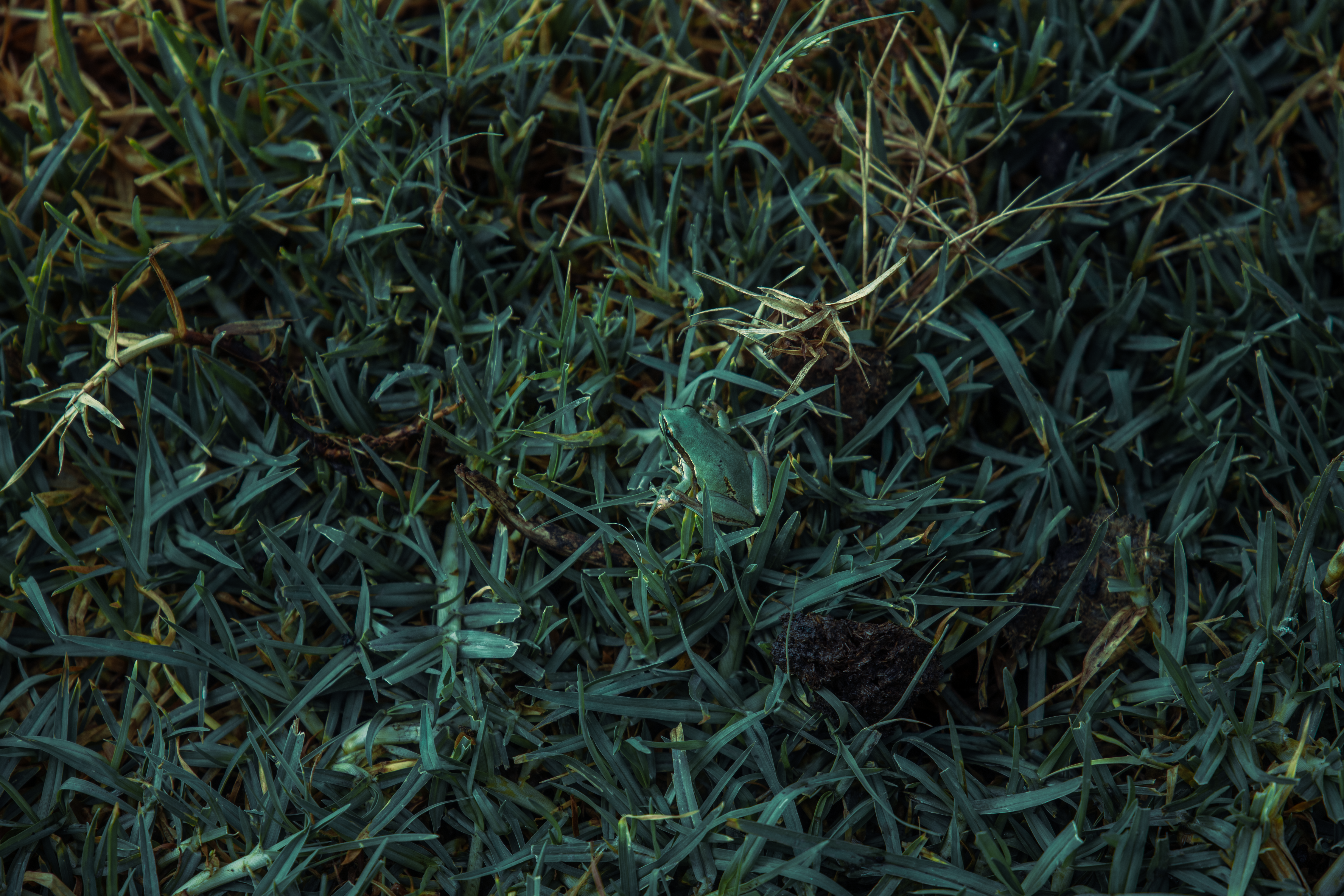 Close-up of a Green Frog Sitting on Grass · Free Stock Photo