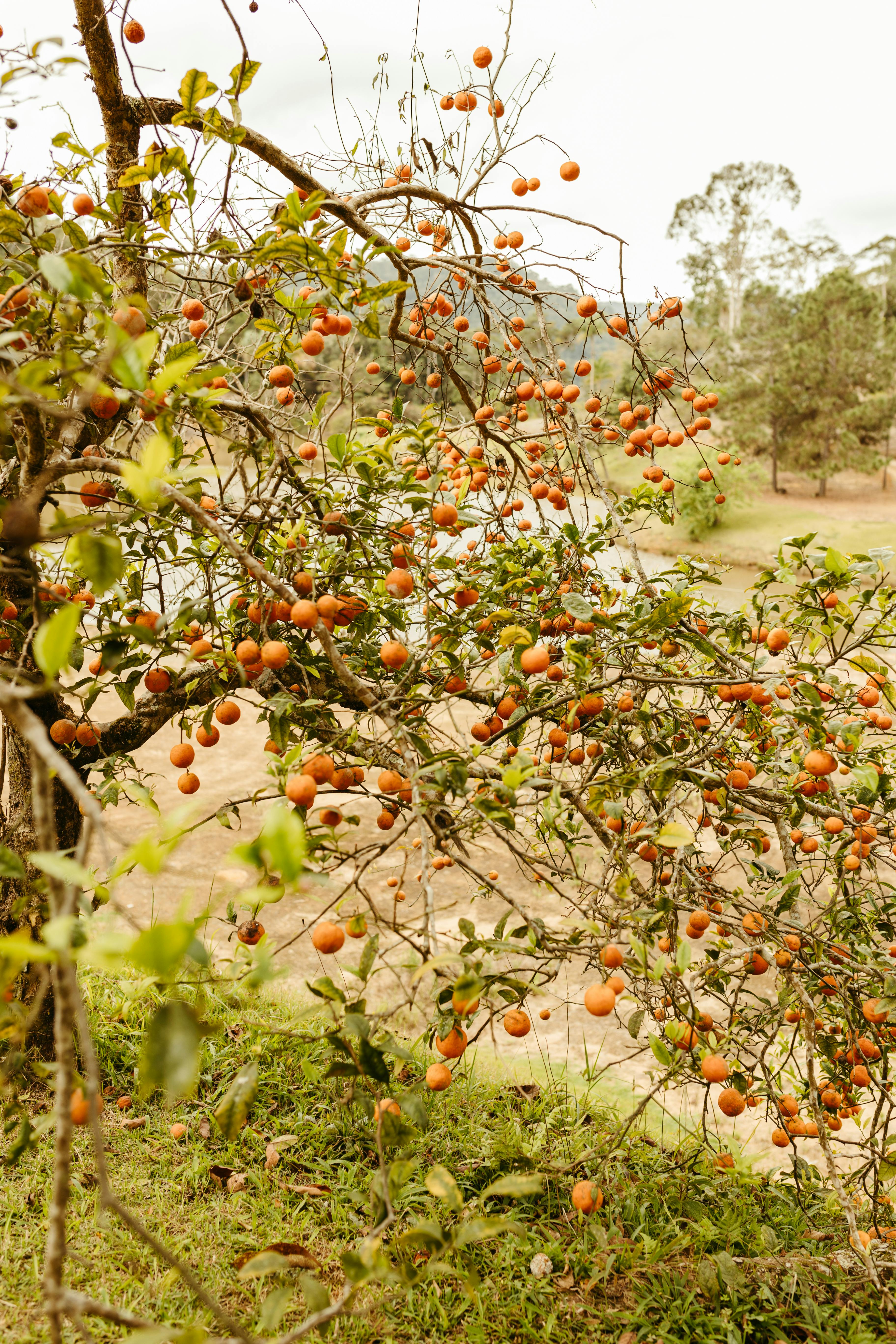 Ripe Oranges on Tree · Free Stock Photo