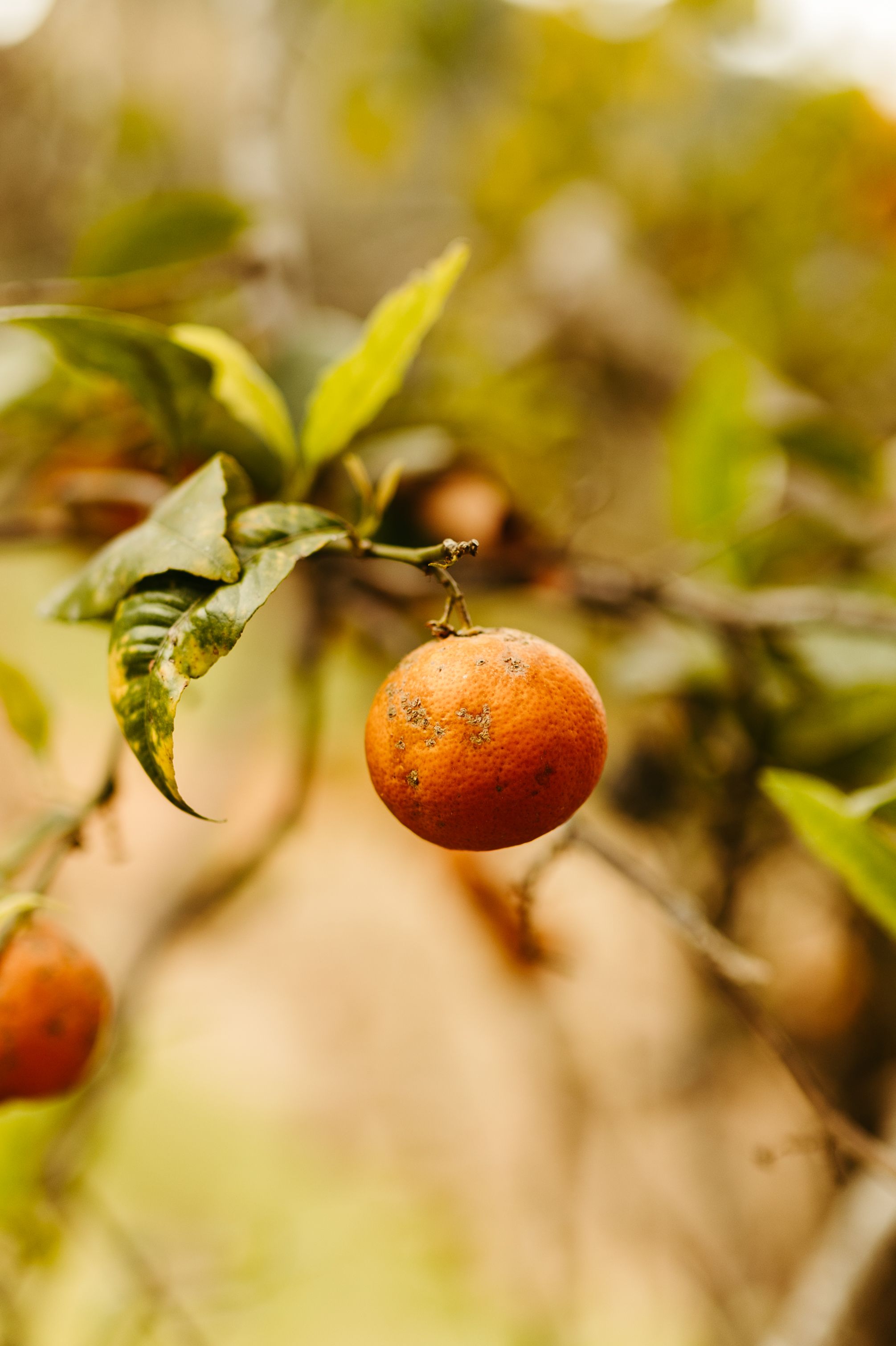 Ripe Small Orange on Tree · Free Stock Photo