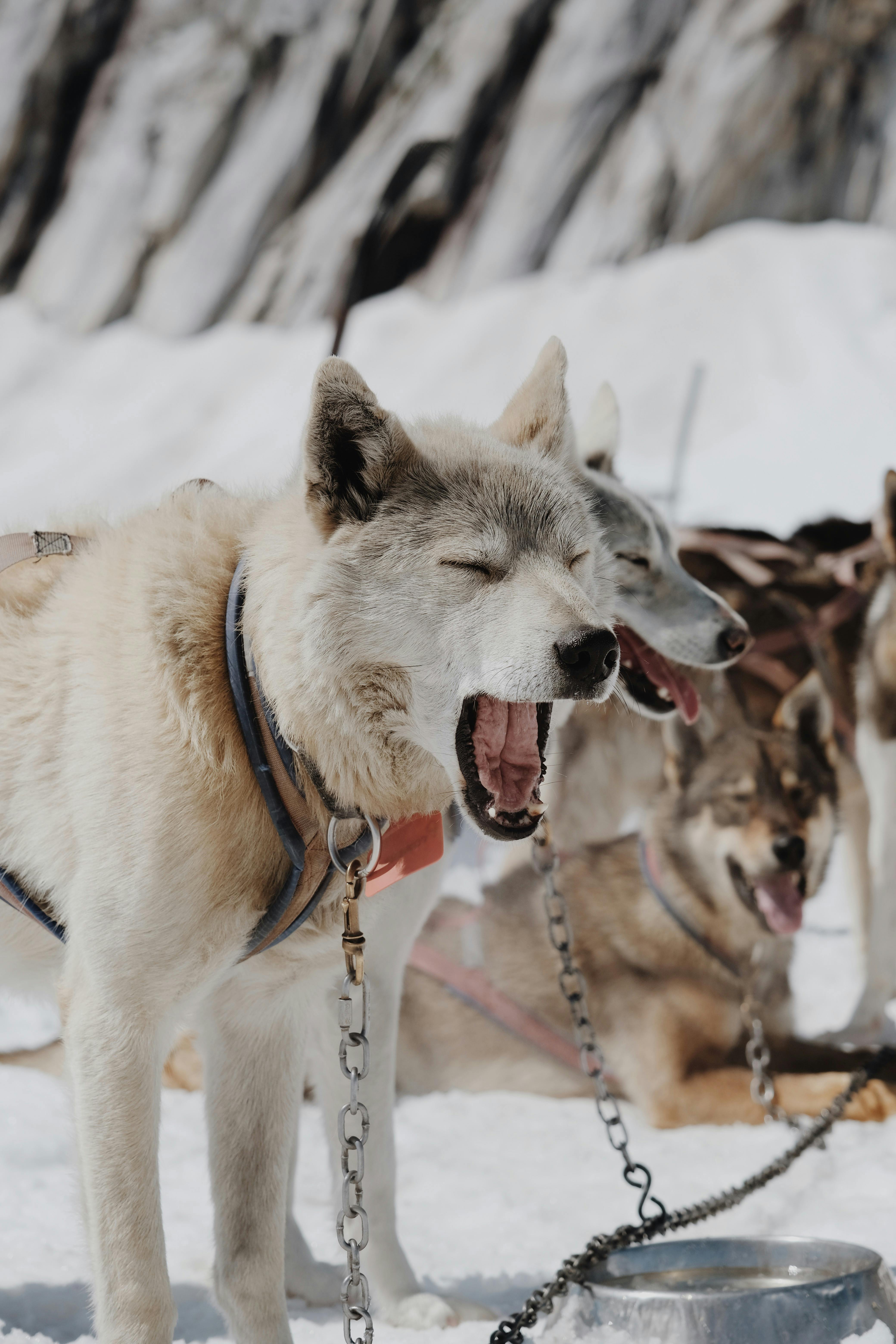 Sled Dogs Photos, Download The BEST Free Sled Dogs Stock Photos & HD Images