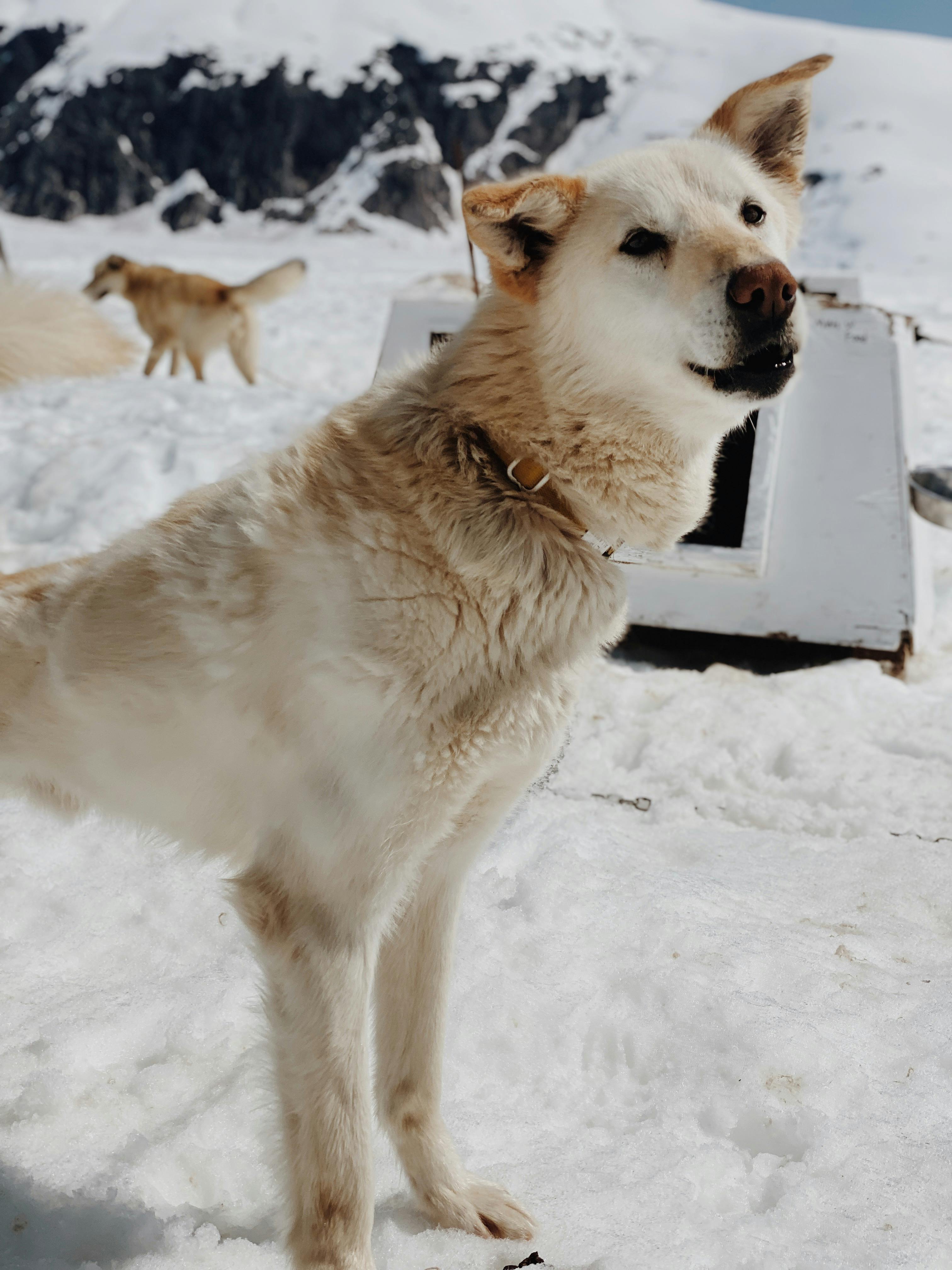 Siberian Huskies Pulling a Sled · Free Stock Photo