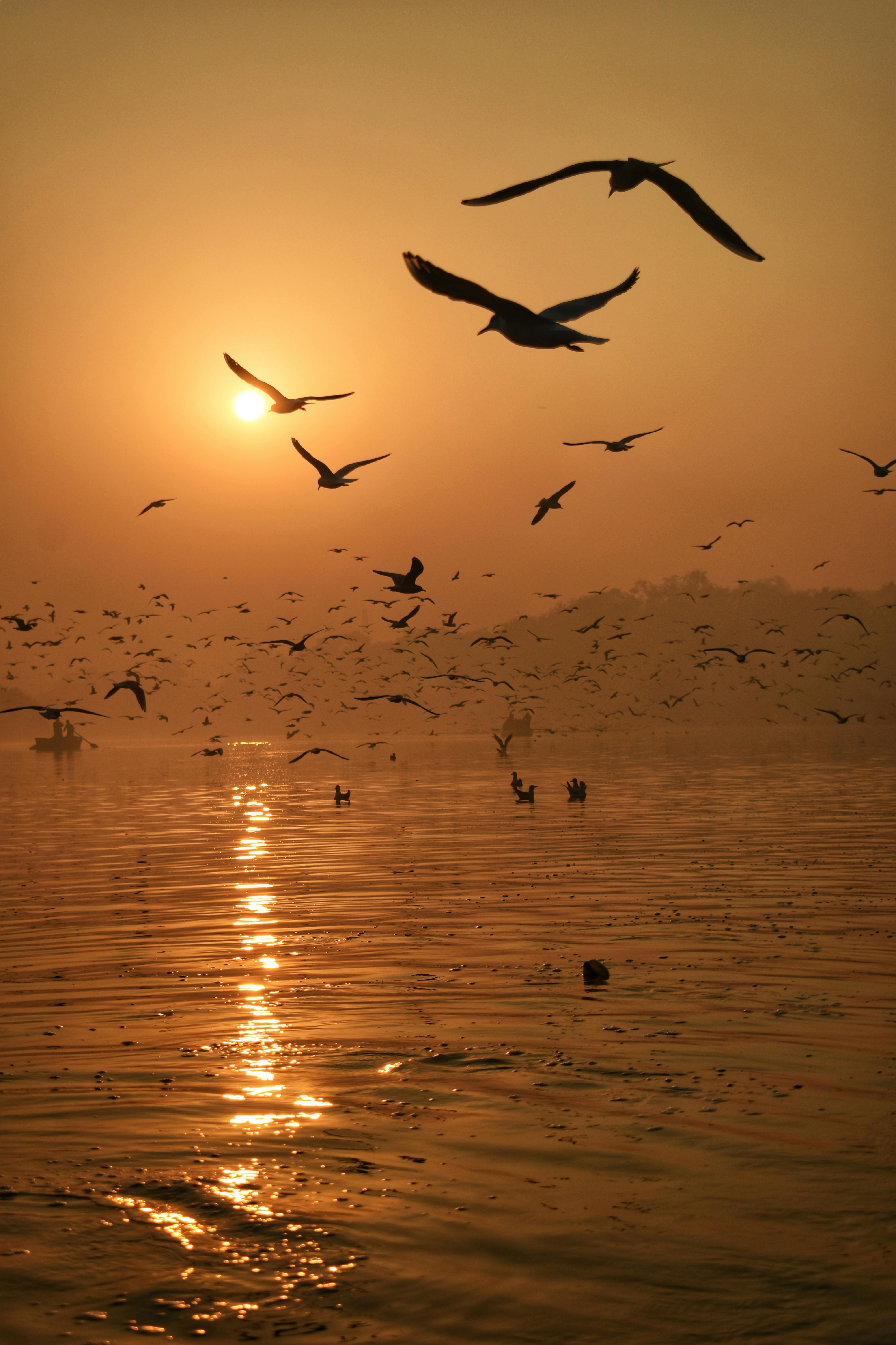 Flock of Birds on Sea Coast at Sunset · Free Stock Photo