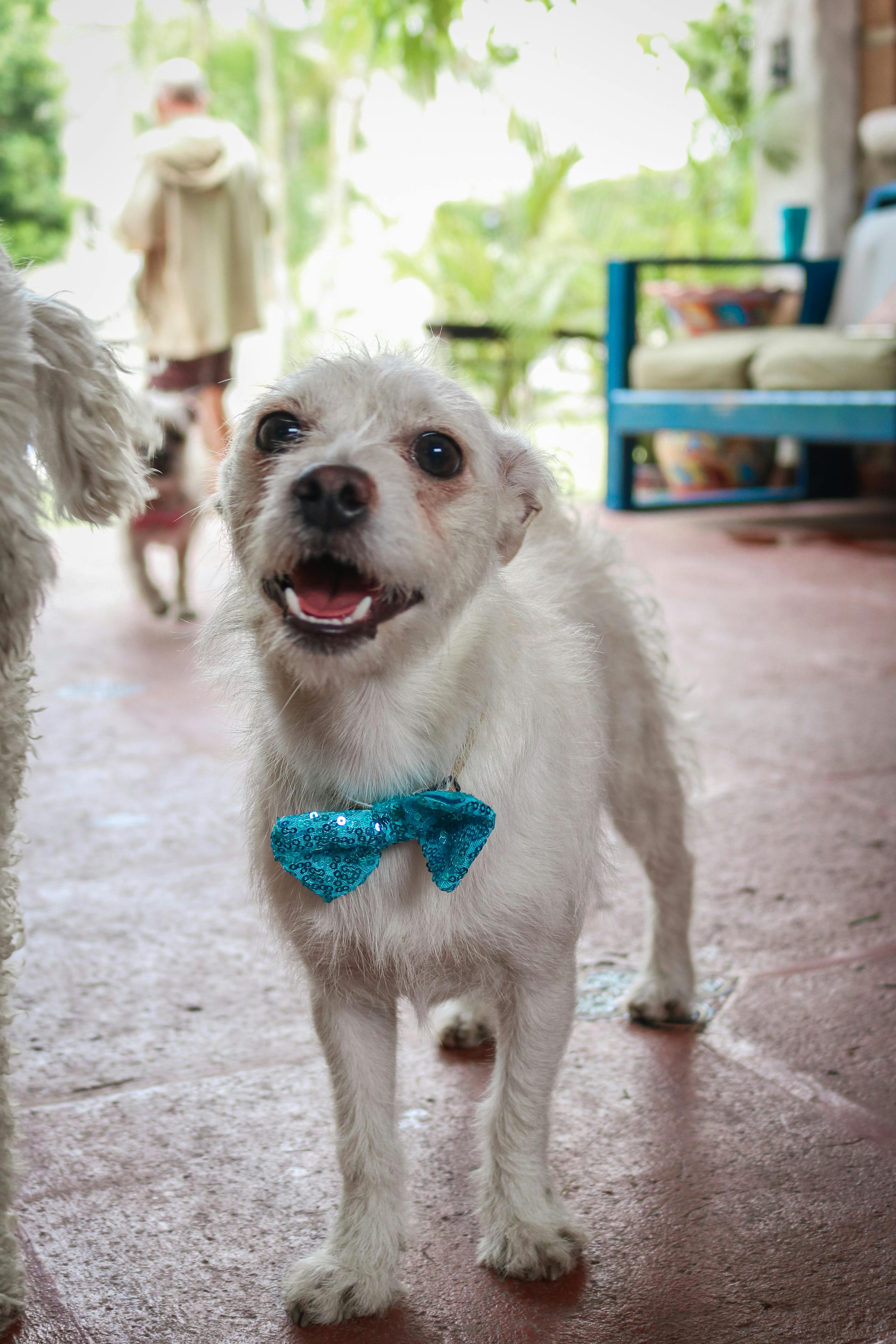 White Dog with Bow · Free Stock Photo