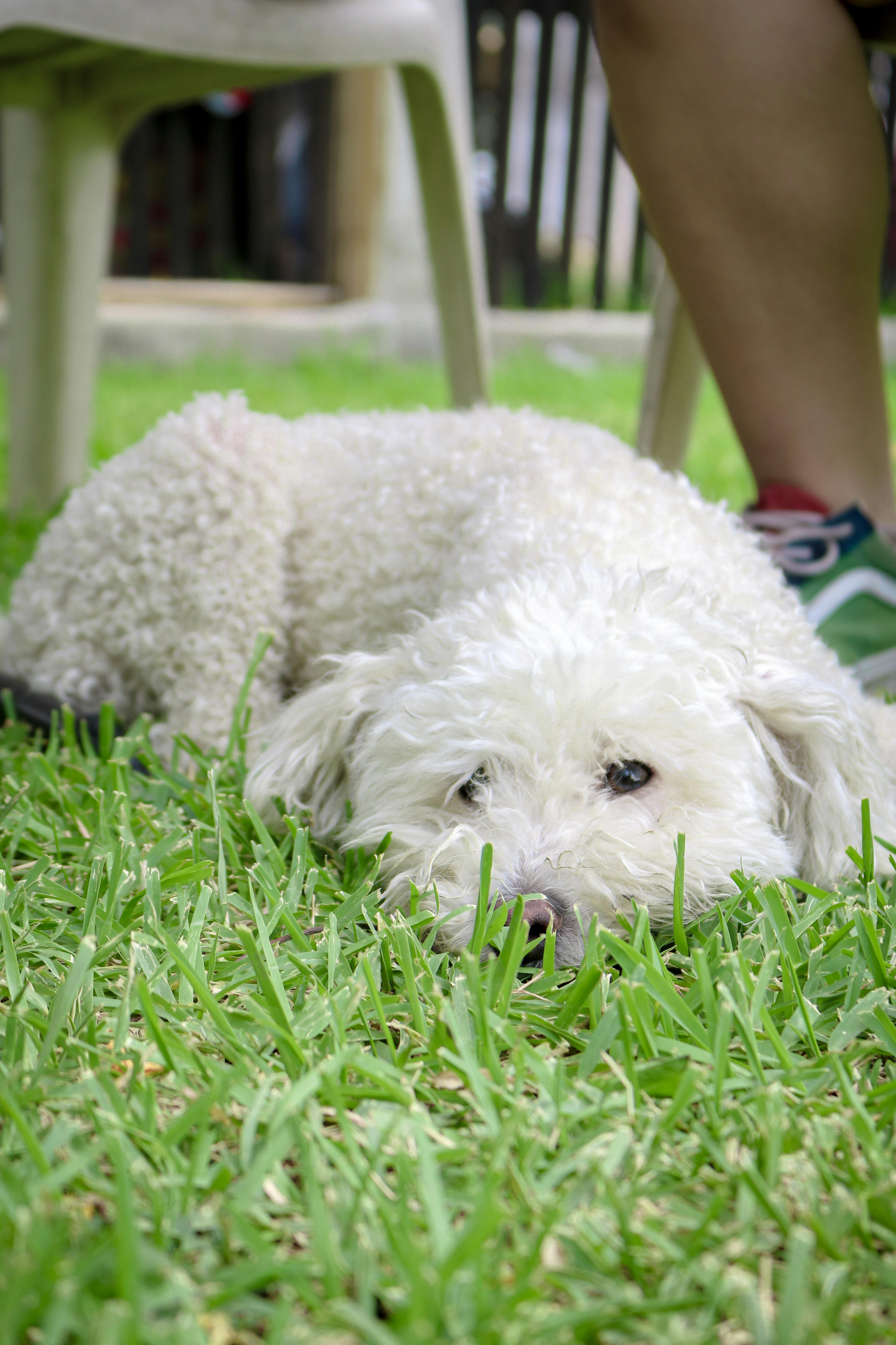 White Puddle Lying on Yard Lawn · Free Stock Photo
