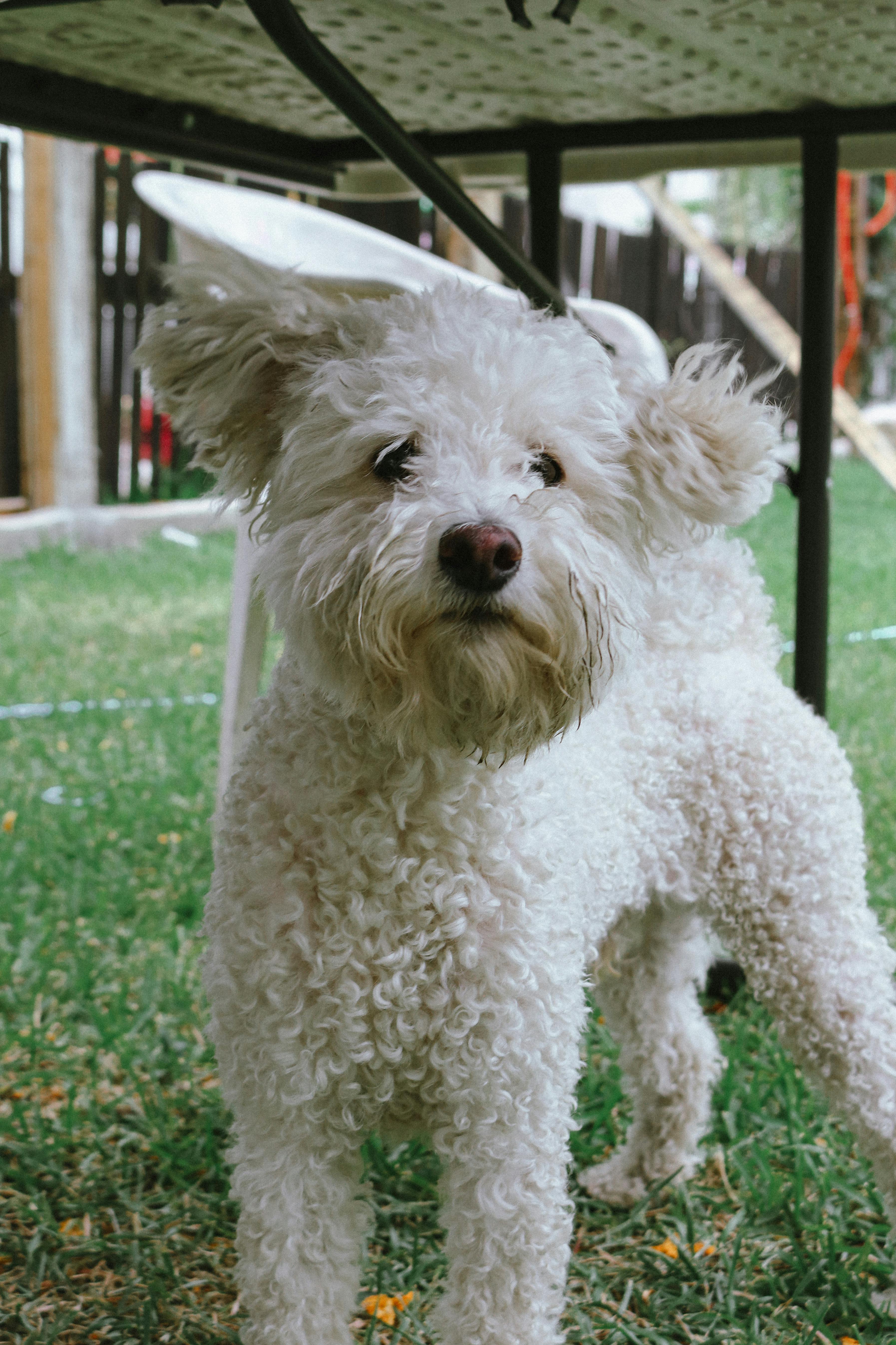 White Puddle Standing under Table in Yard · Free Stock Photo
