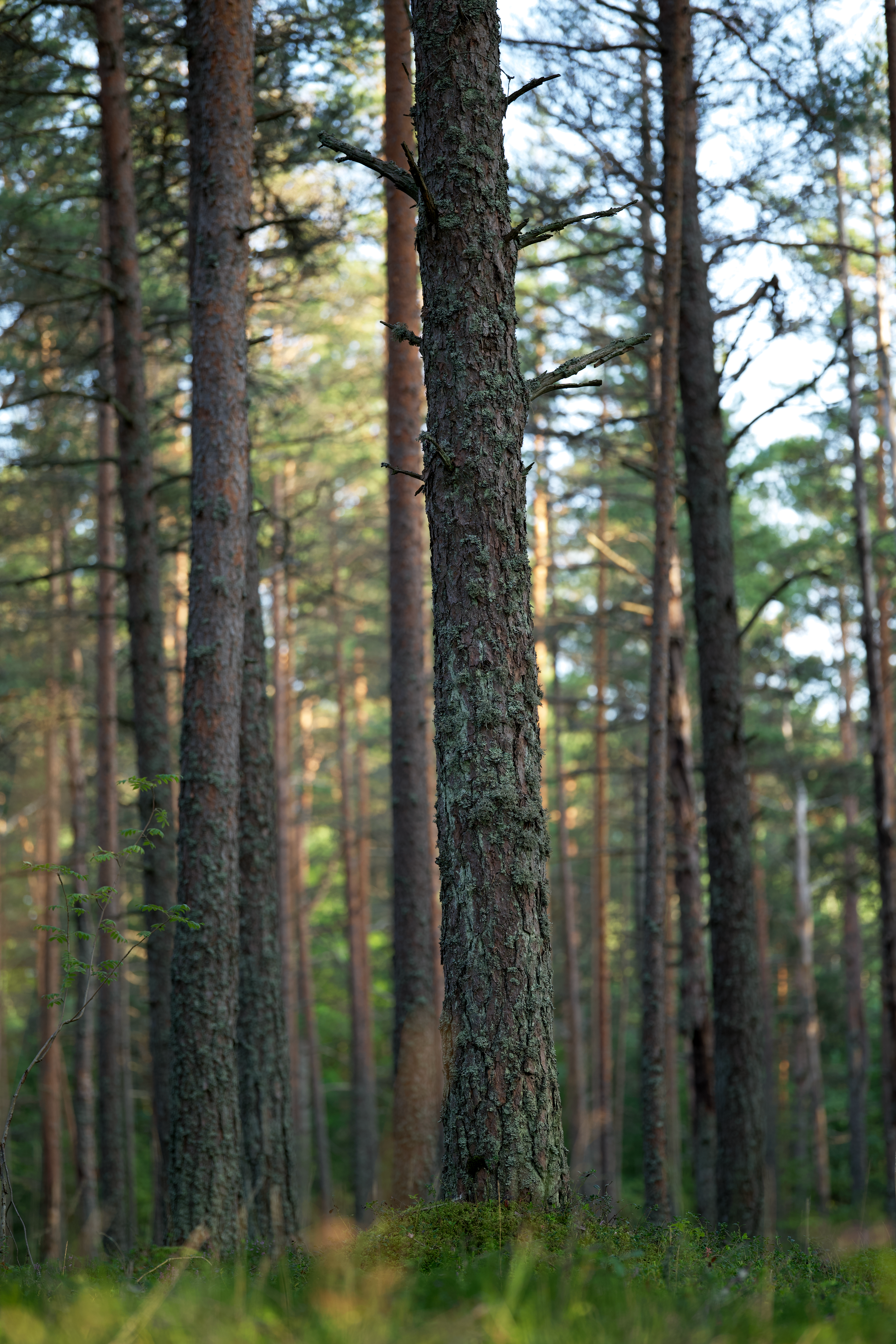 Tall Trees In Evergreen Forest Free Stock Photo
