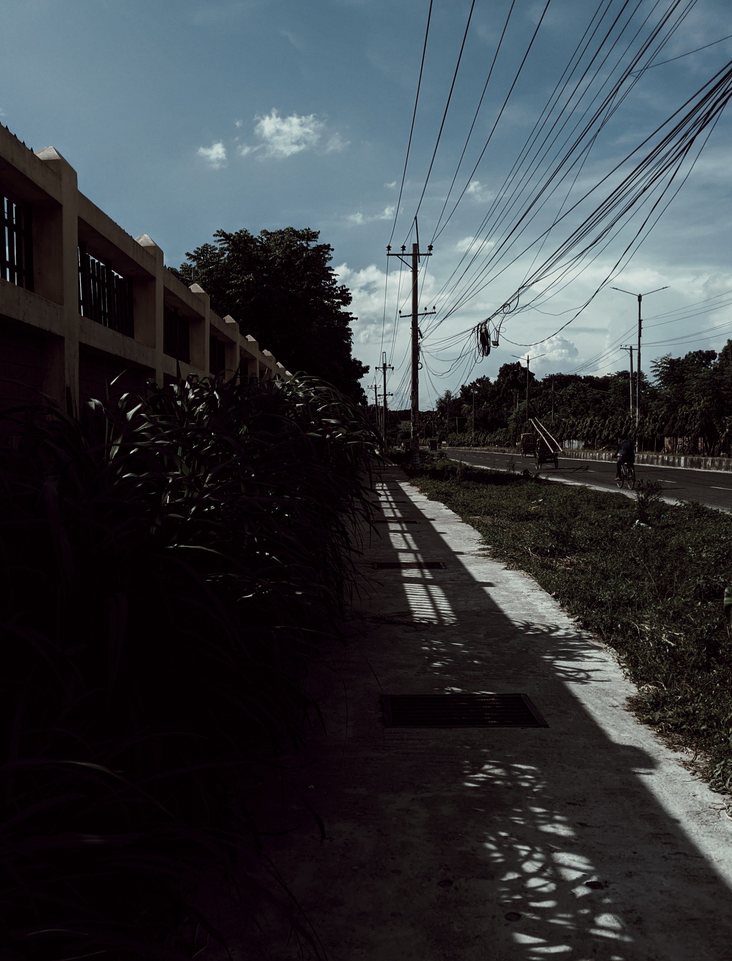 Bushes in Shadow near Road · Free Stock Photo