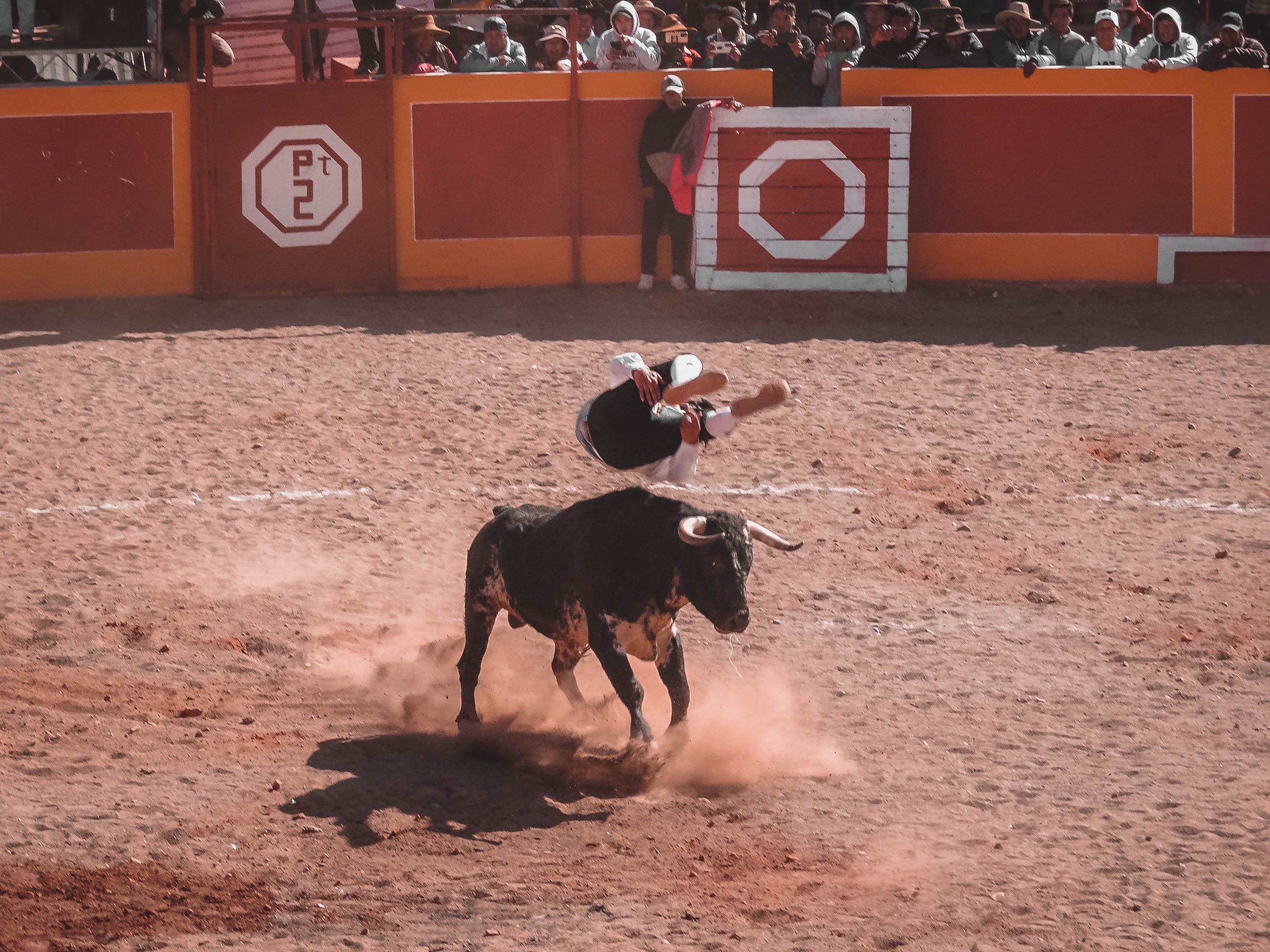 Bull Attacking a Man at a Rodeo · Free Stock Photo