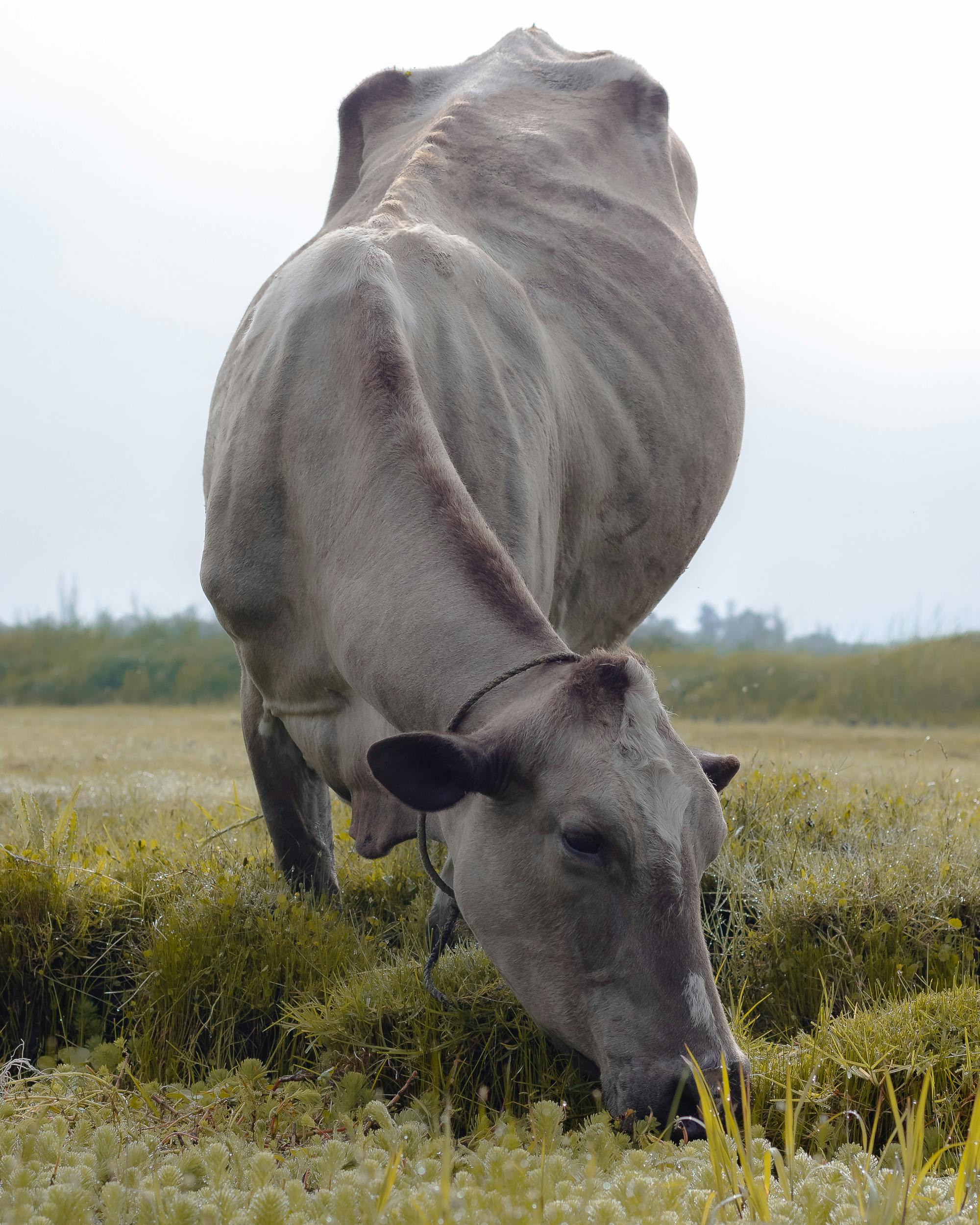 Surface Grazing Photos, Download The BEST Free Surface Grazing Stock ...