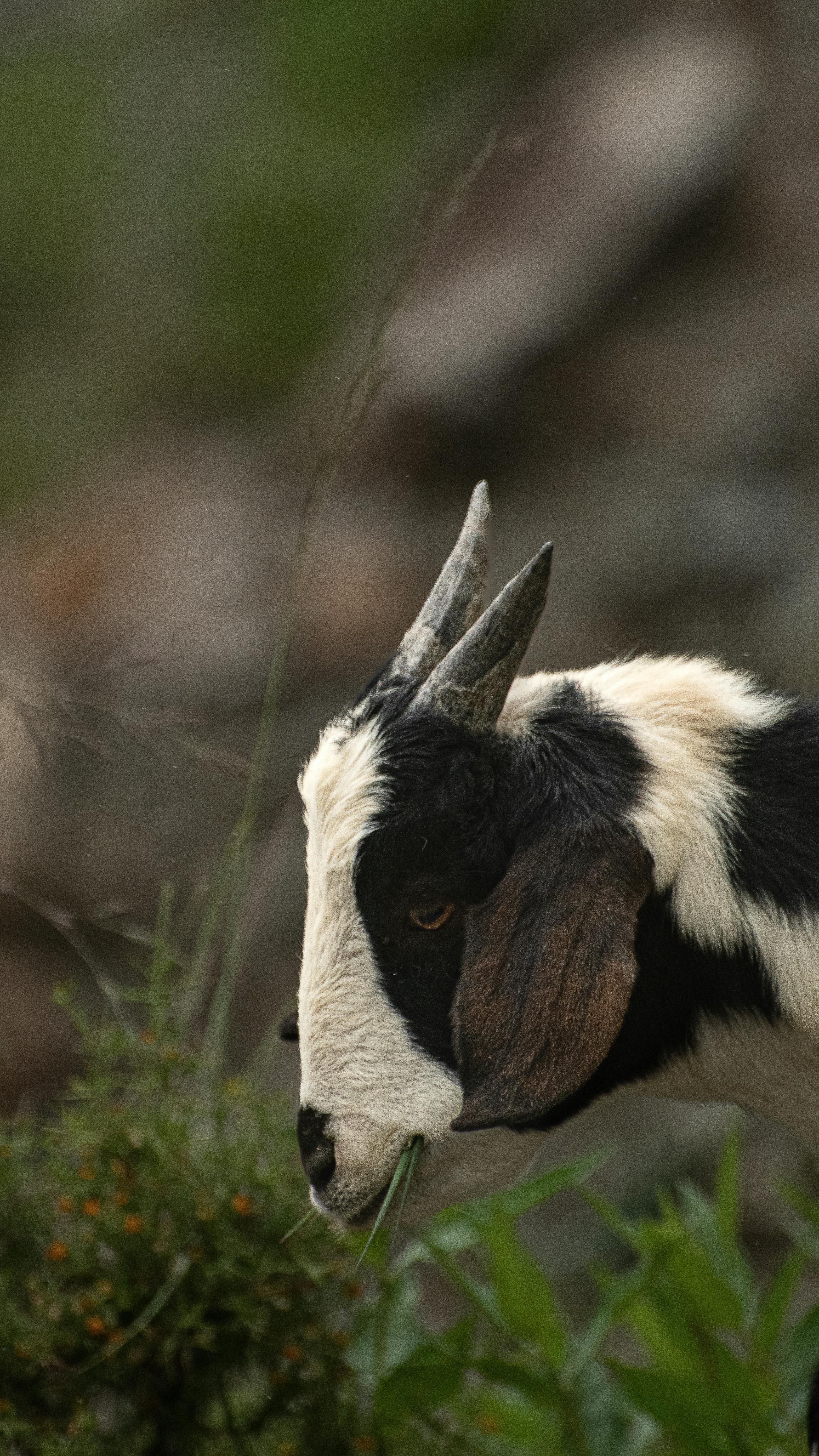 Photo of a Goats Head · Free Stock Photo