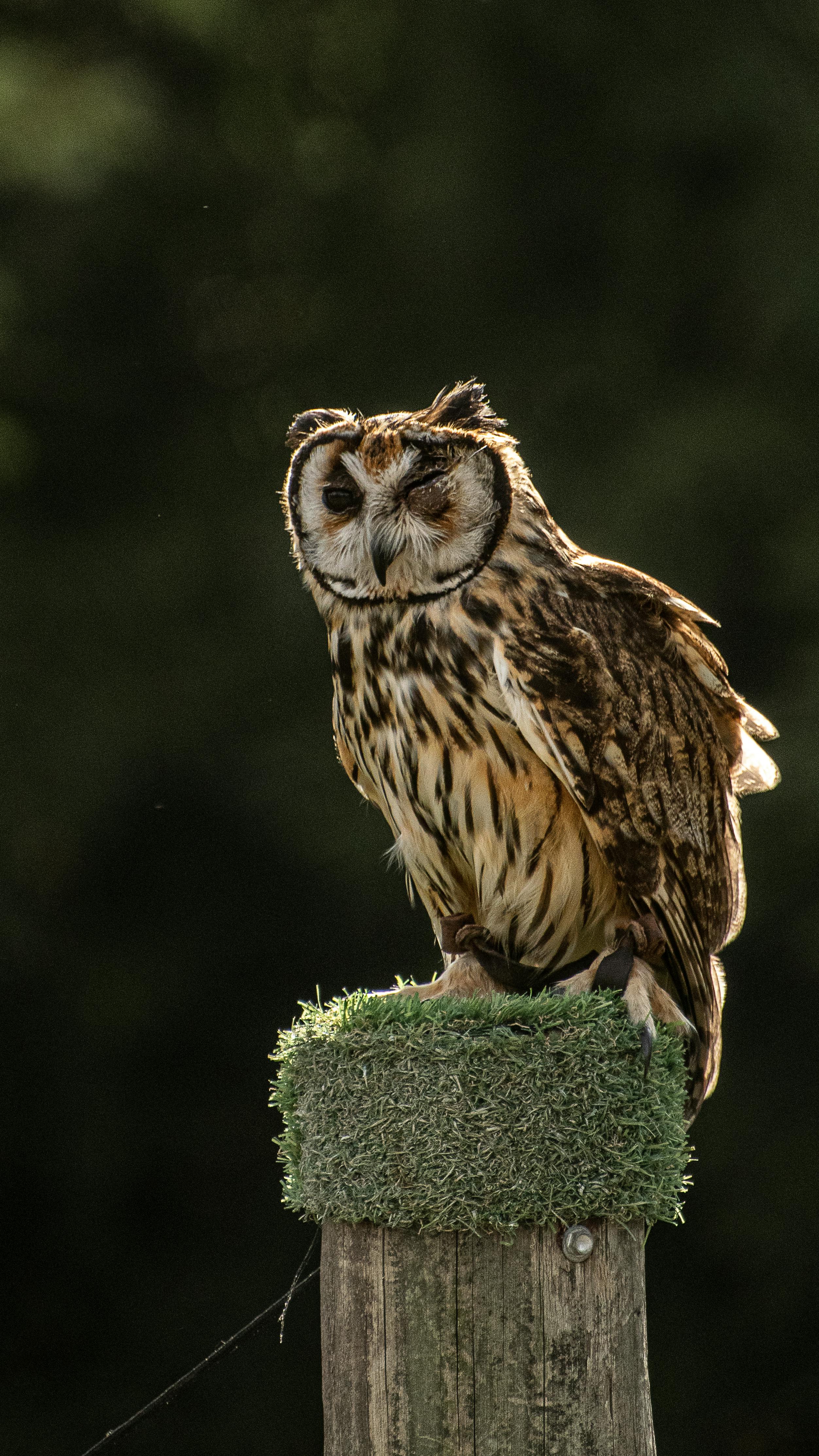 Screen Post Photos, Download The BEST Free Screen Post Stock Photos ...