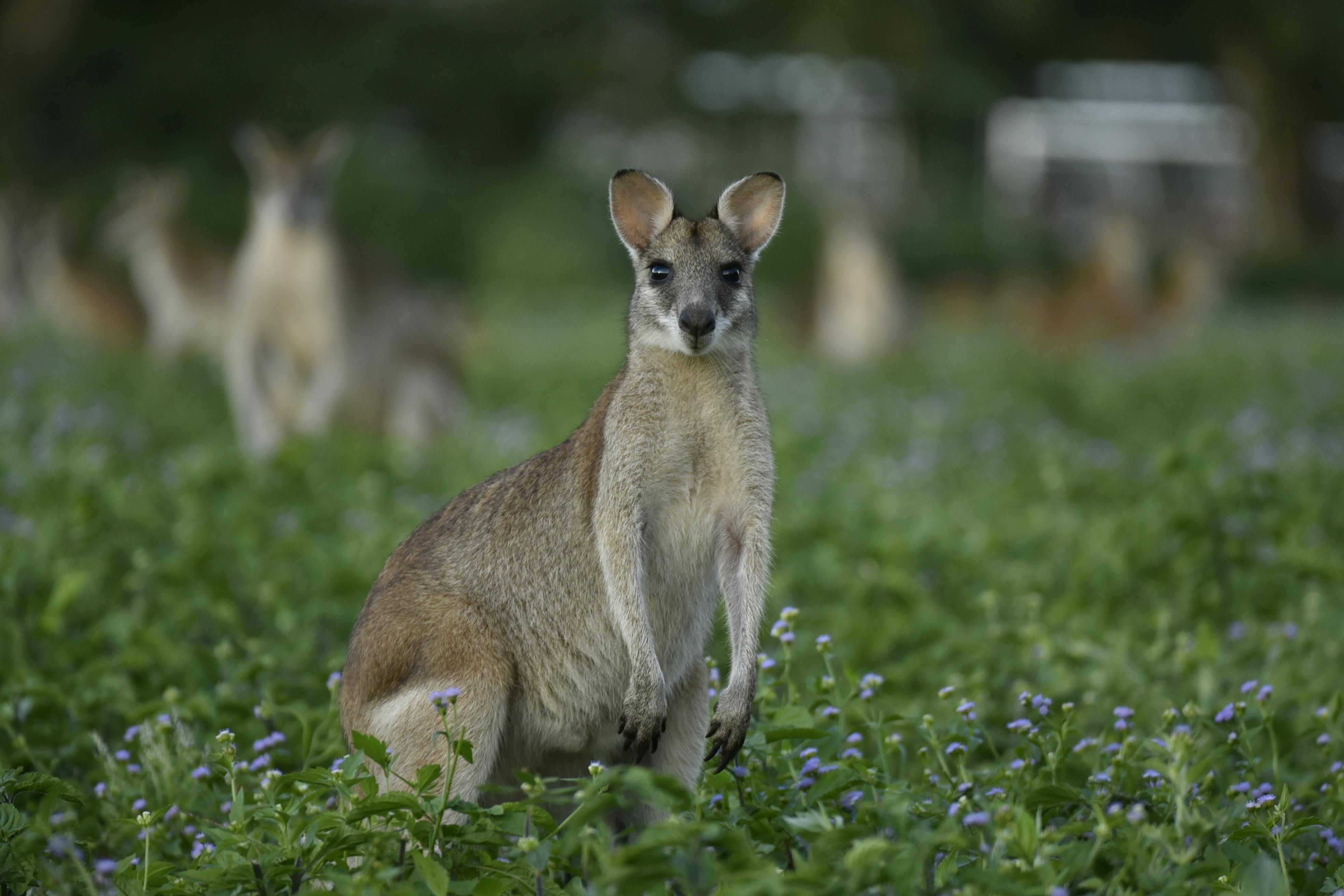 Newborn Kangaroo Photos, Download The BEST Free Newborn Kangaroo Stock ...
