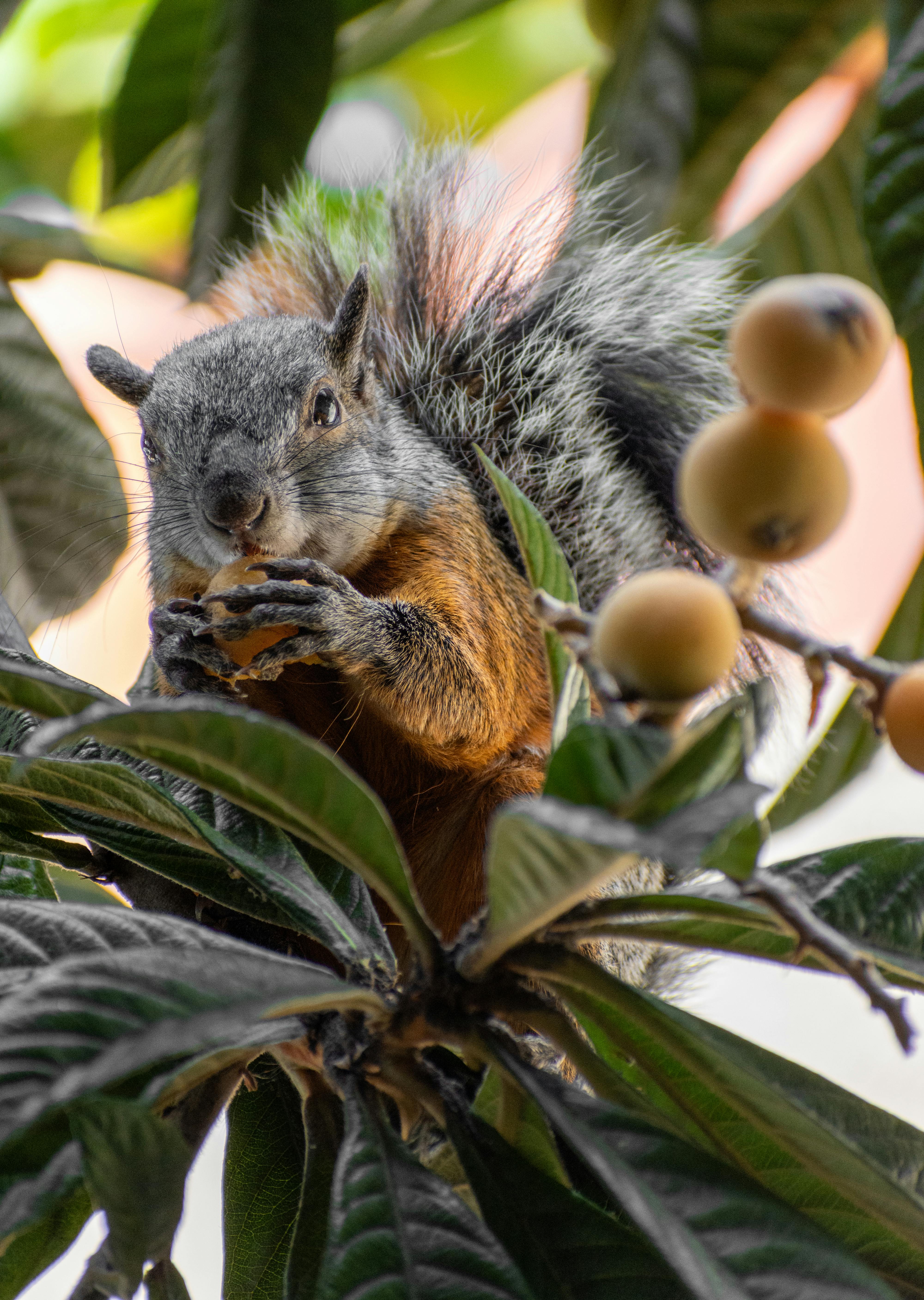 Squirrel with Fruit · Free Stock Photo