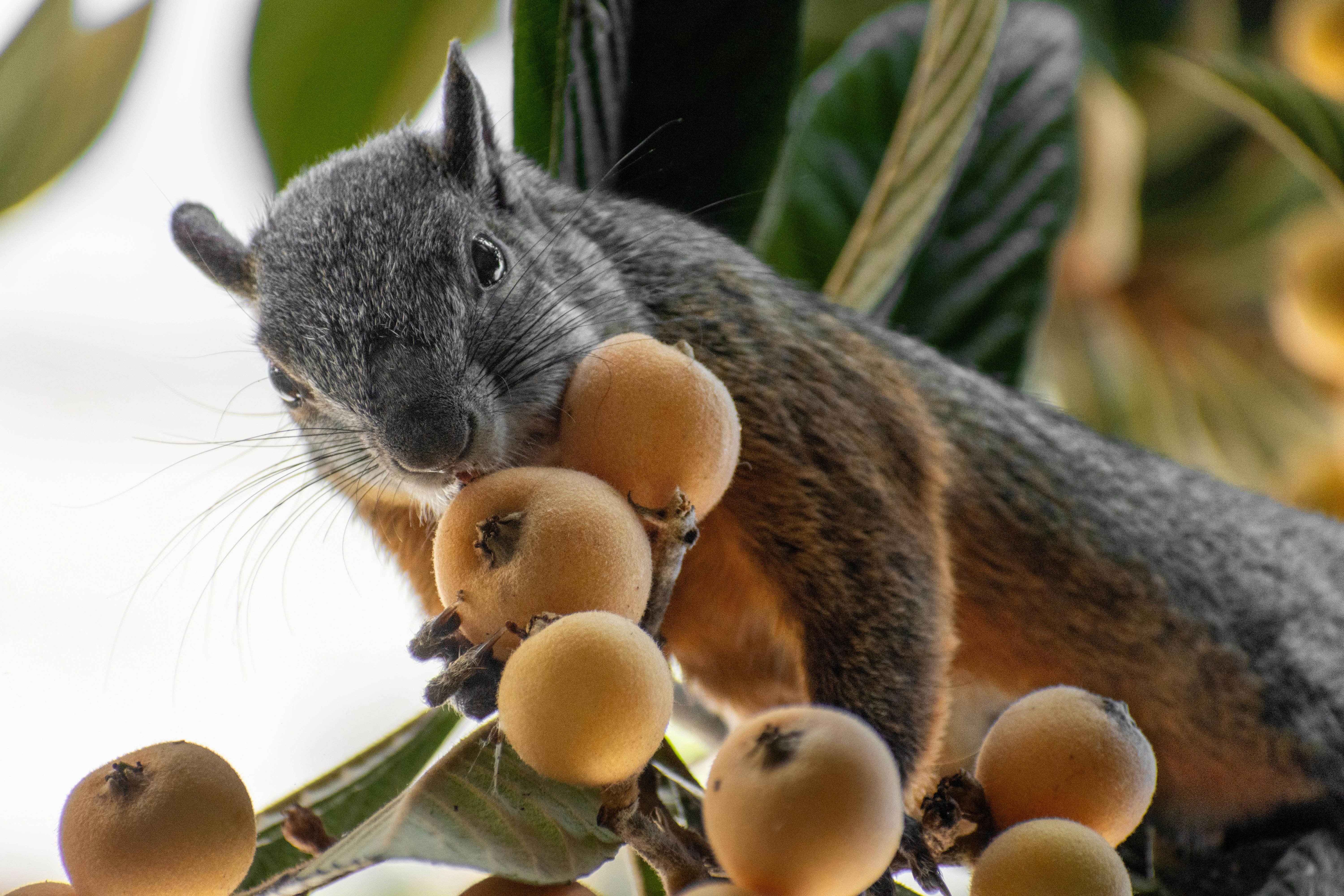 A squirrel eating fruit · Free Stock Photo