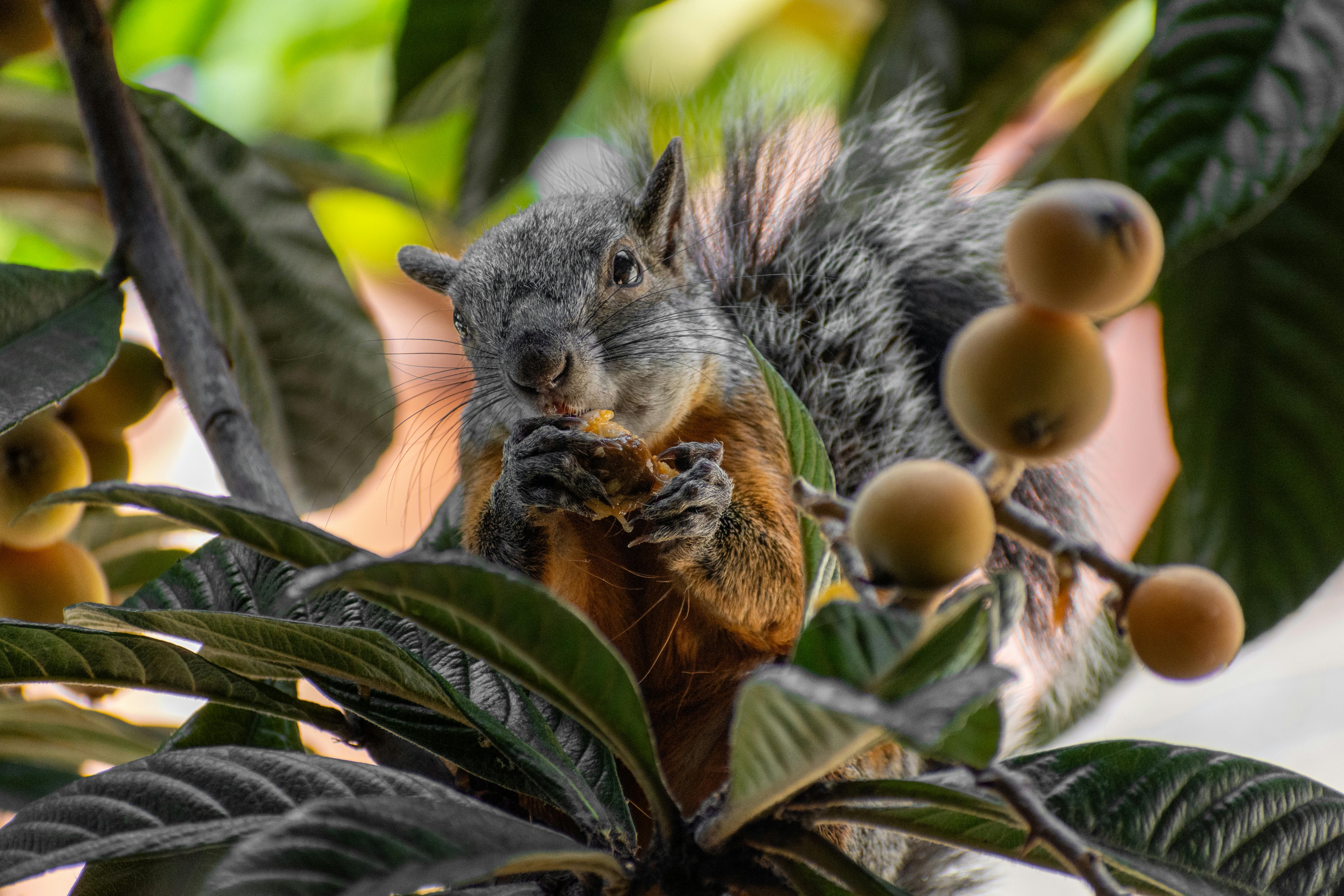 Squirrel with Fruit · Free Stock Photo