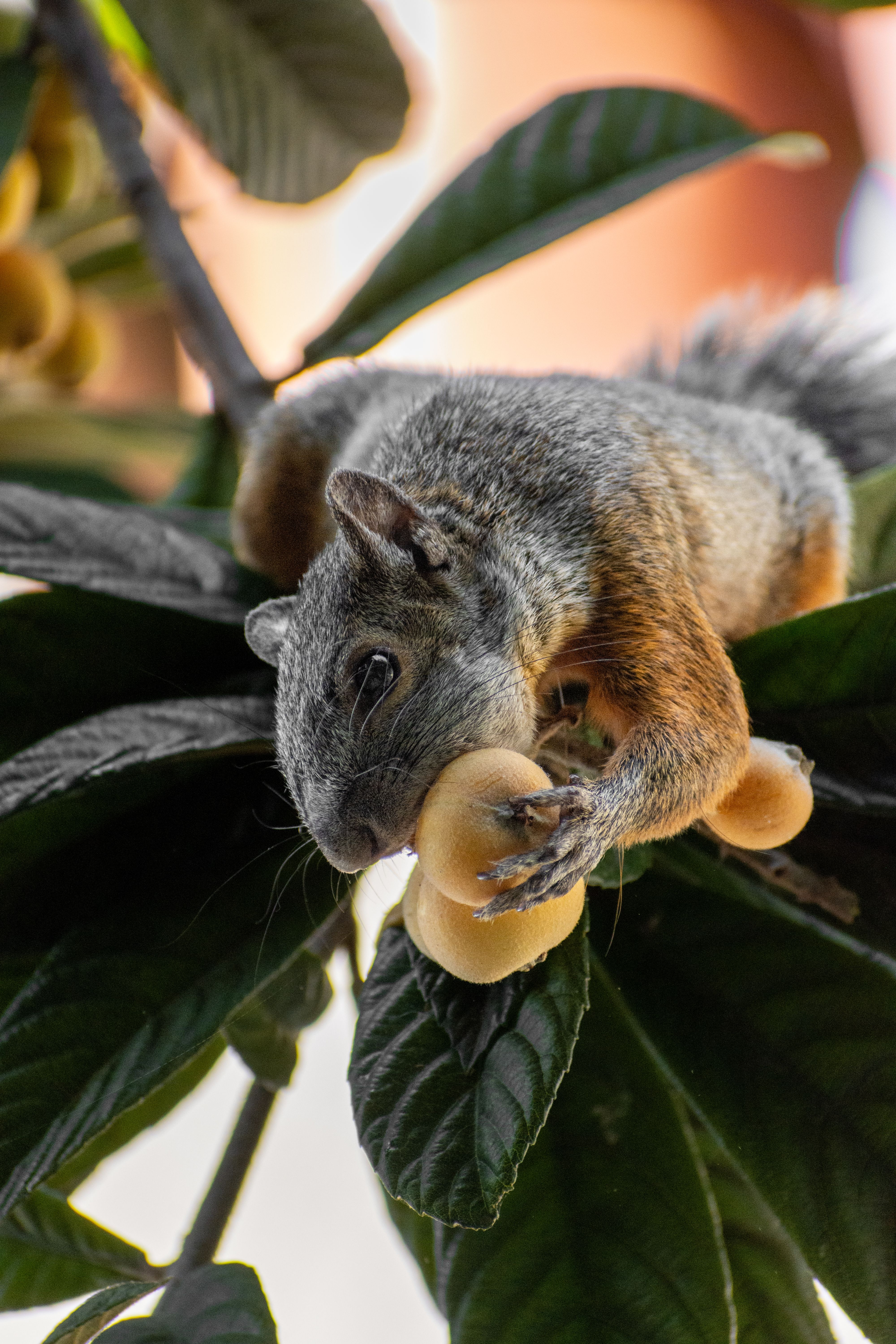 Squirrel Holding Food · Free Stock Photo