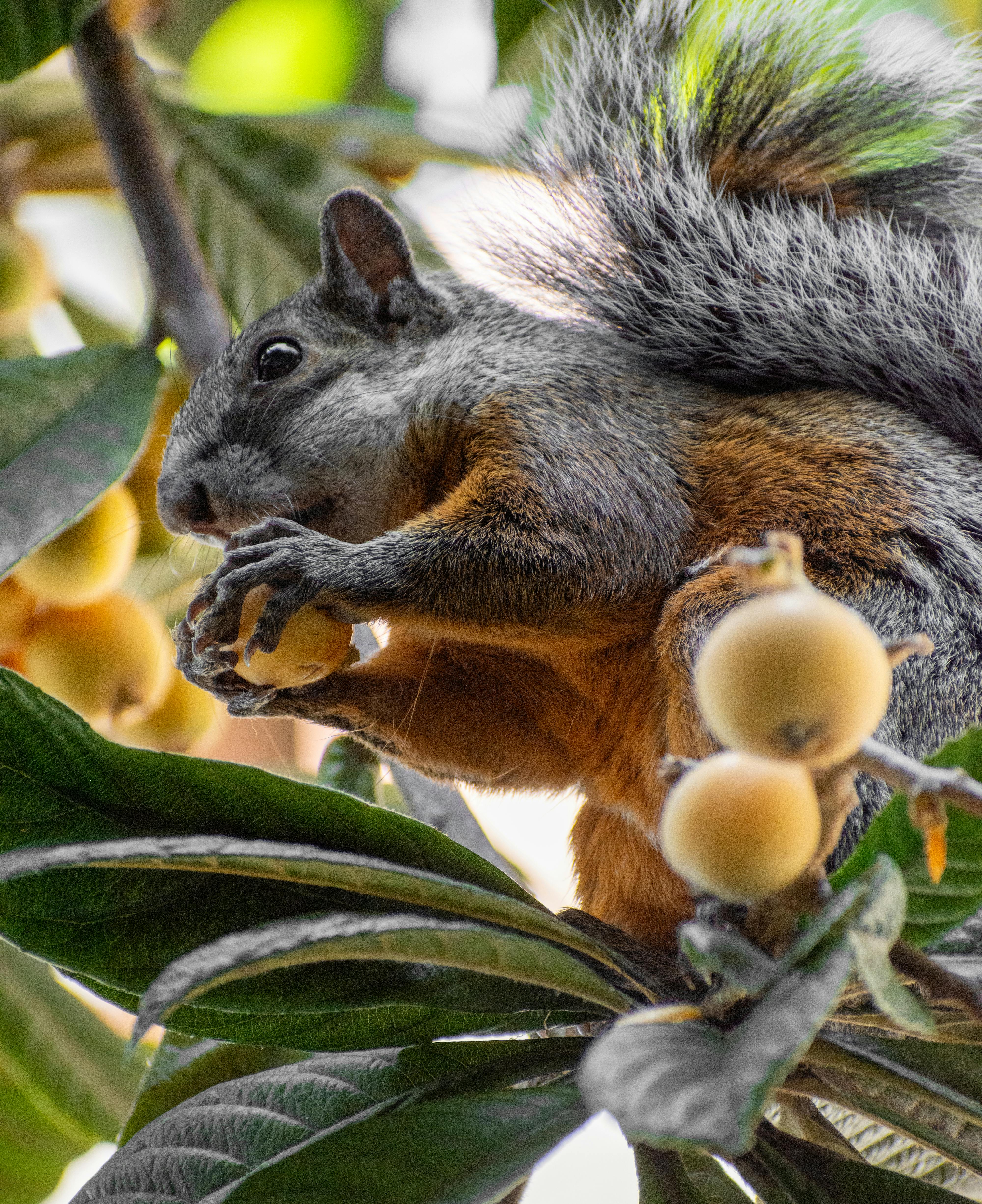 A squirrel eating fruit from a tree · Free Stock Photo