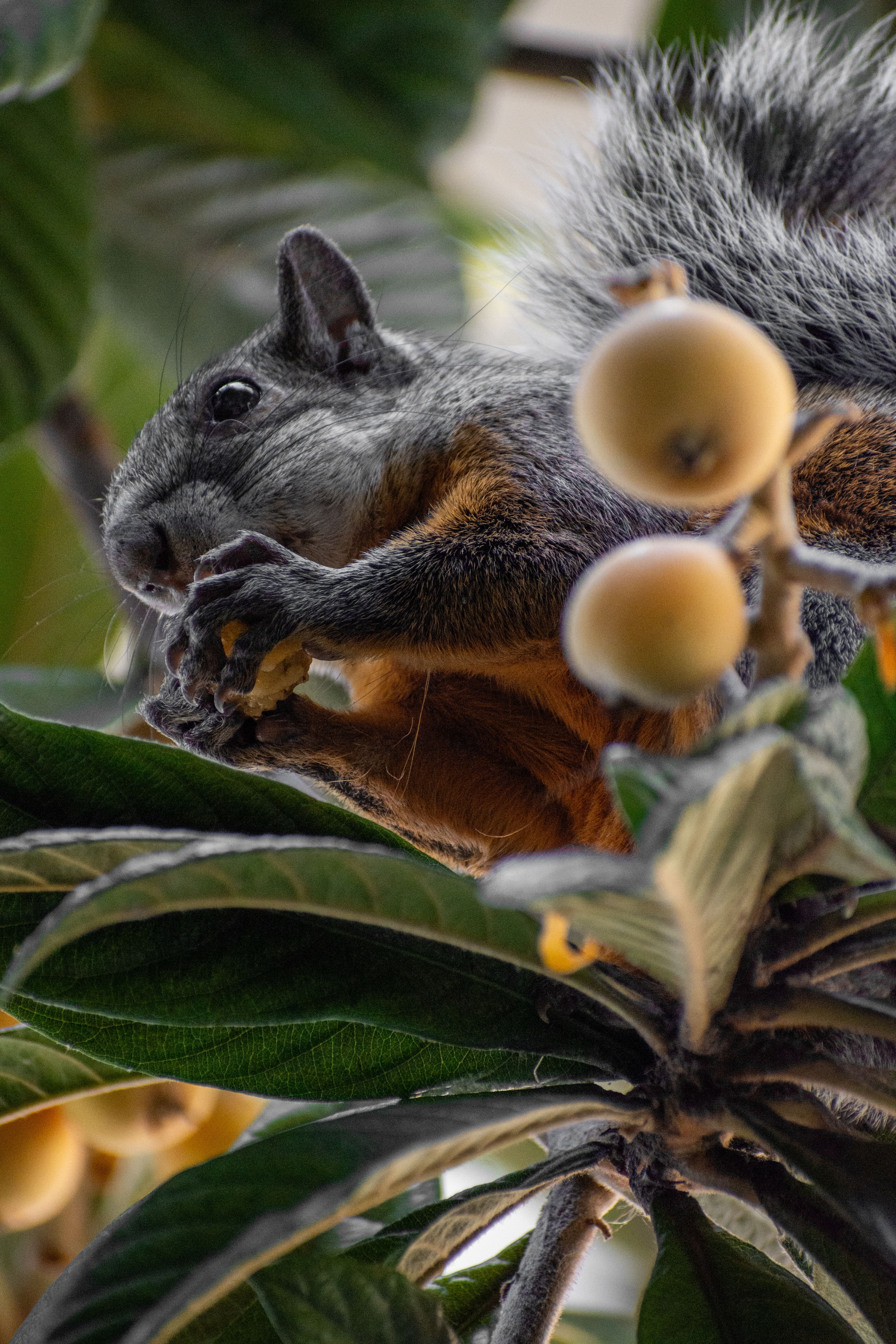 Nut Ph Photos, Download The BEST Free Nut Ph Stock Photos & HD Images