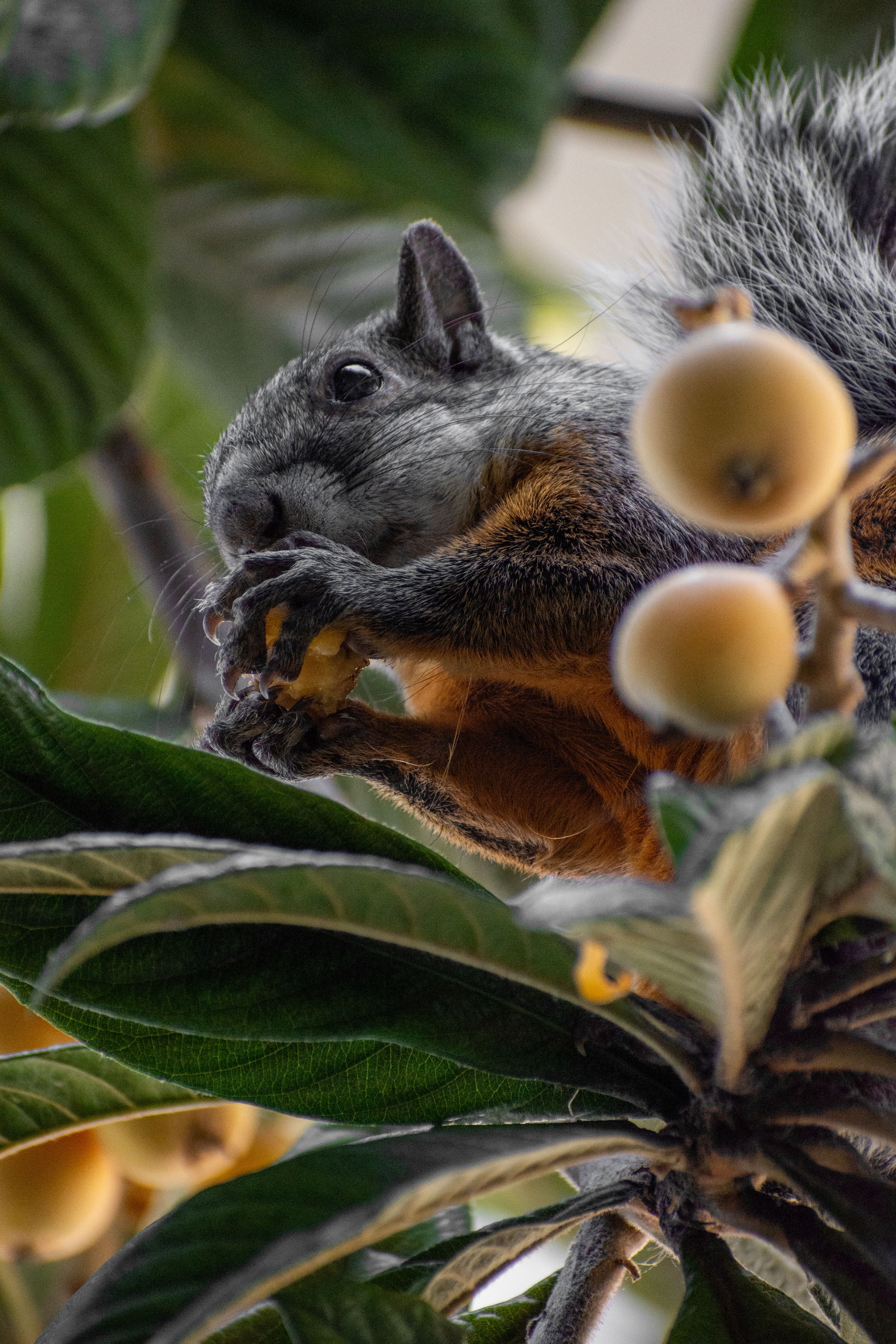 A squirrel eating fruit from a tree · Free Stock Photo