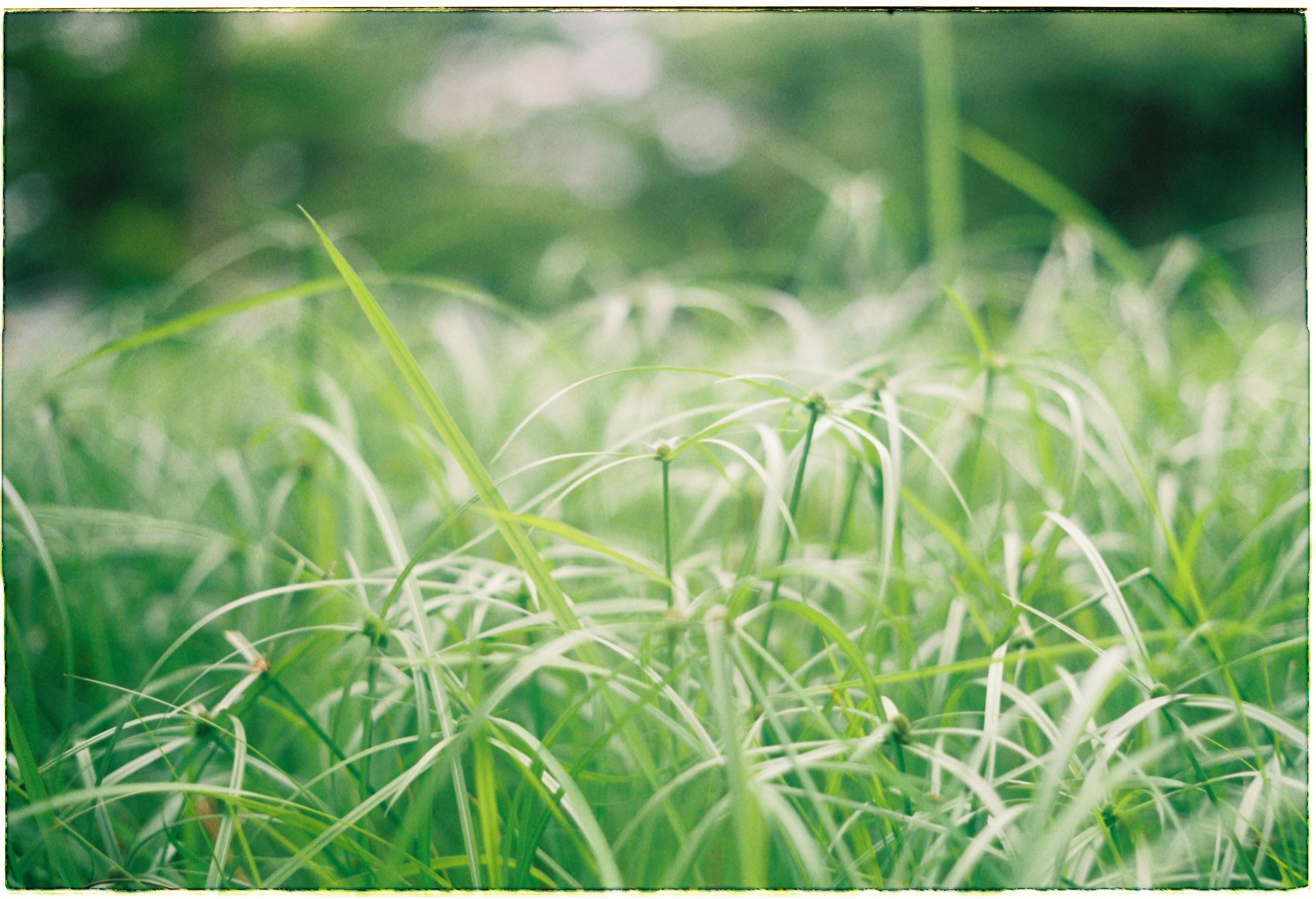 Grass in Summer · Free Stock Photo