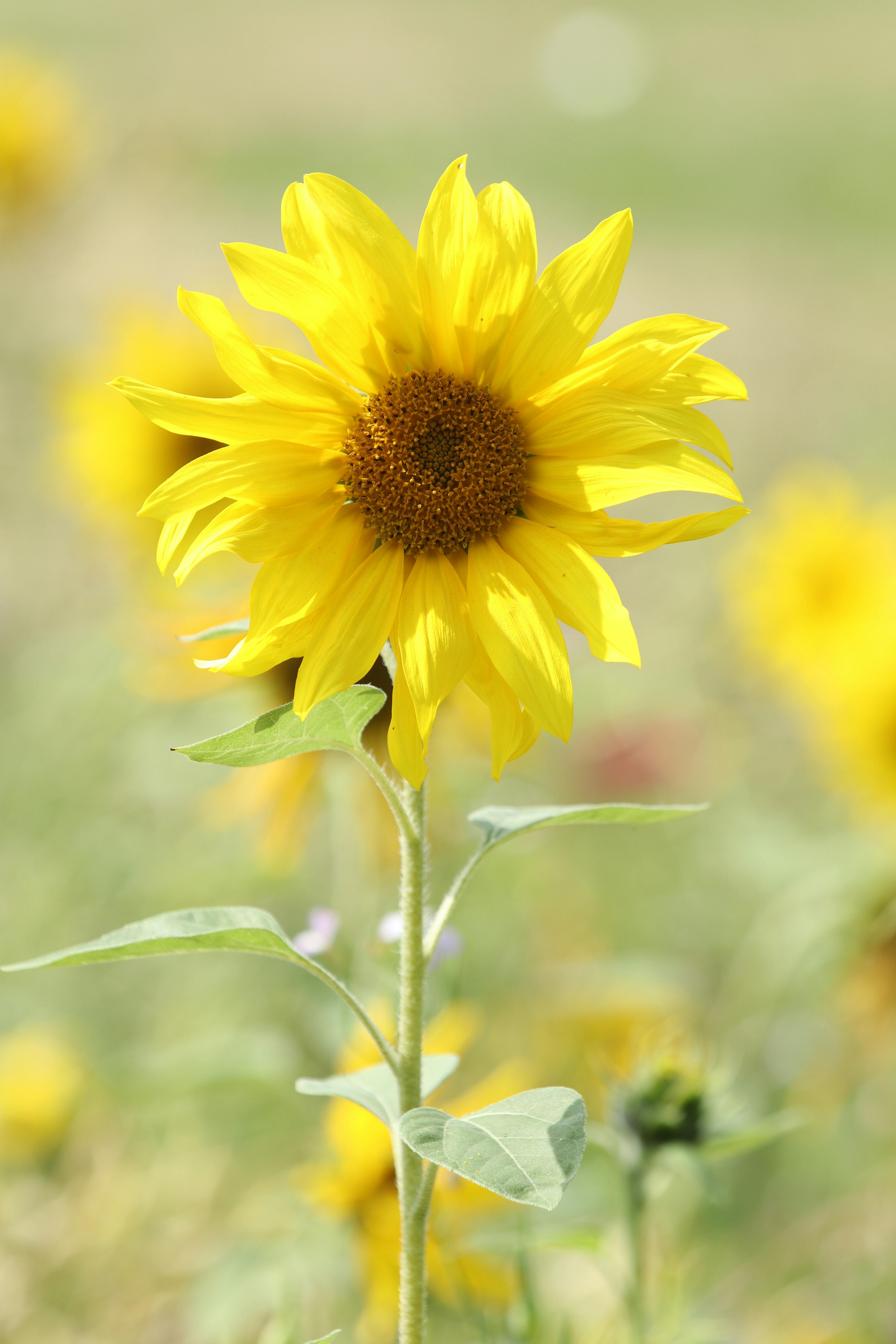 Sunflower Blooming in Summer · Free Stock Photo