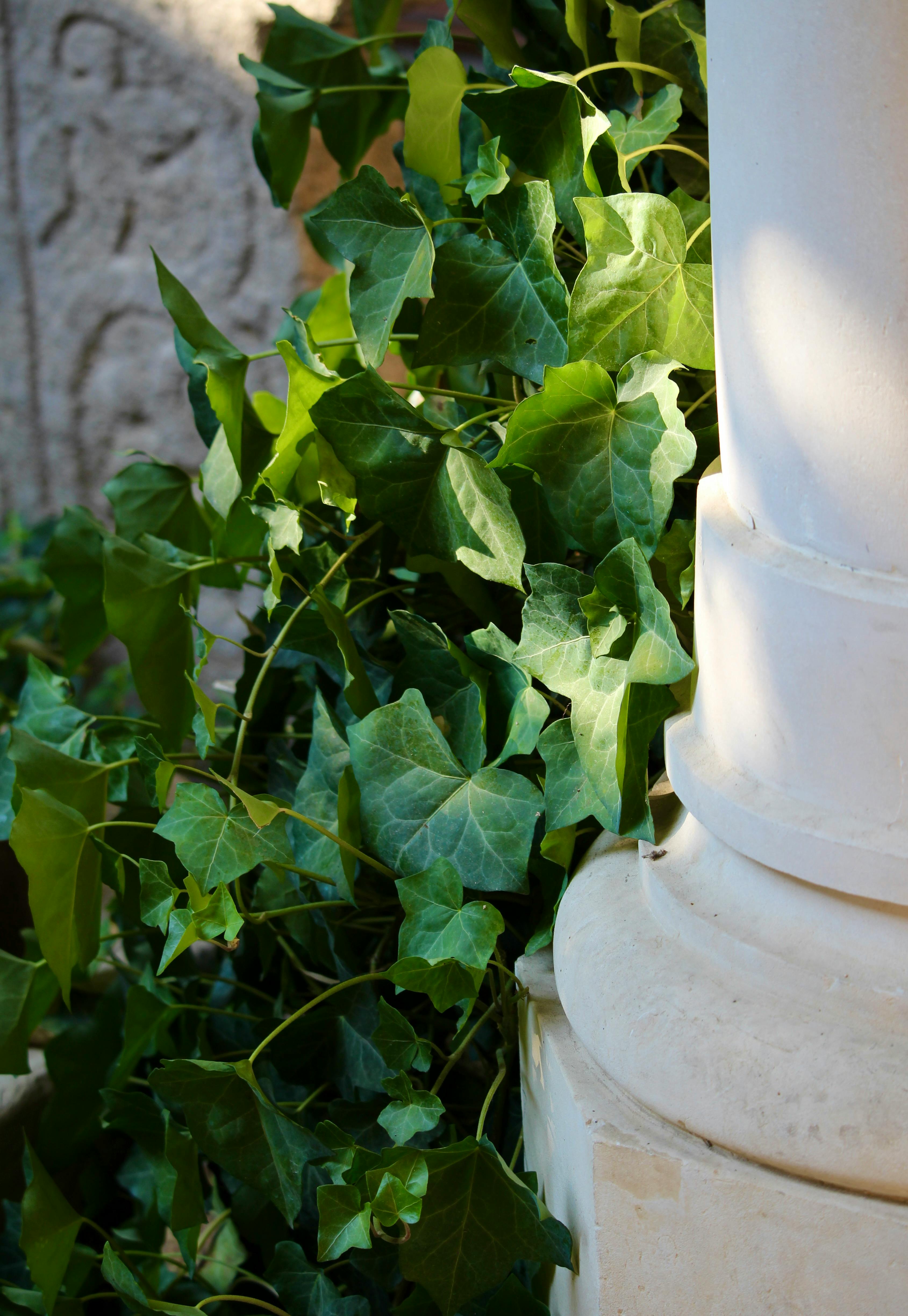 Close-up of Ivy Growing on a Column · Free Stock Photo