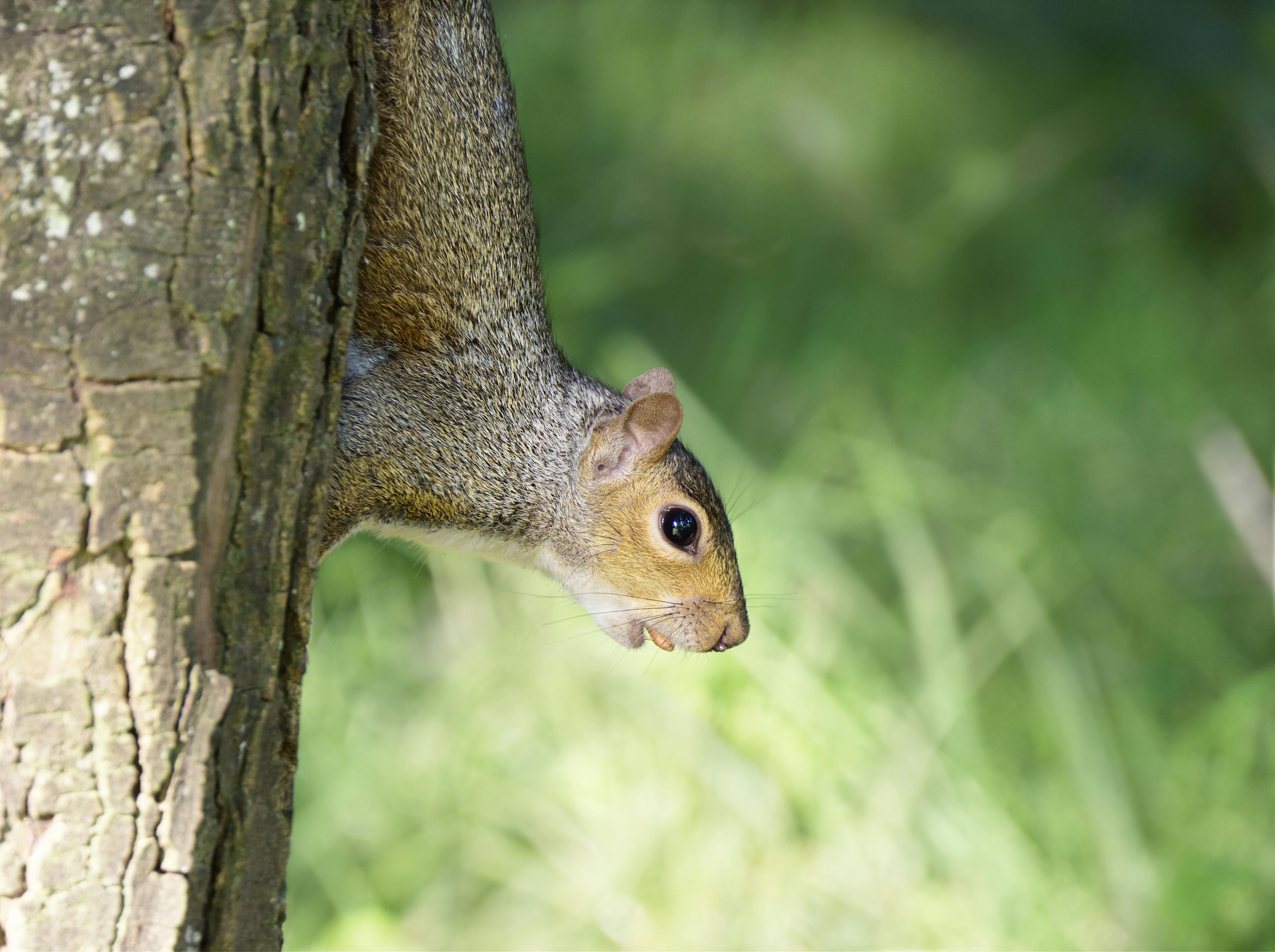 Forest Animal Photos, Download The BEST Free Forest Animal Stock Photos ...