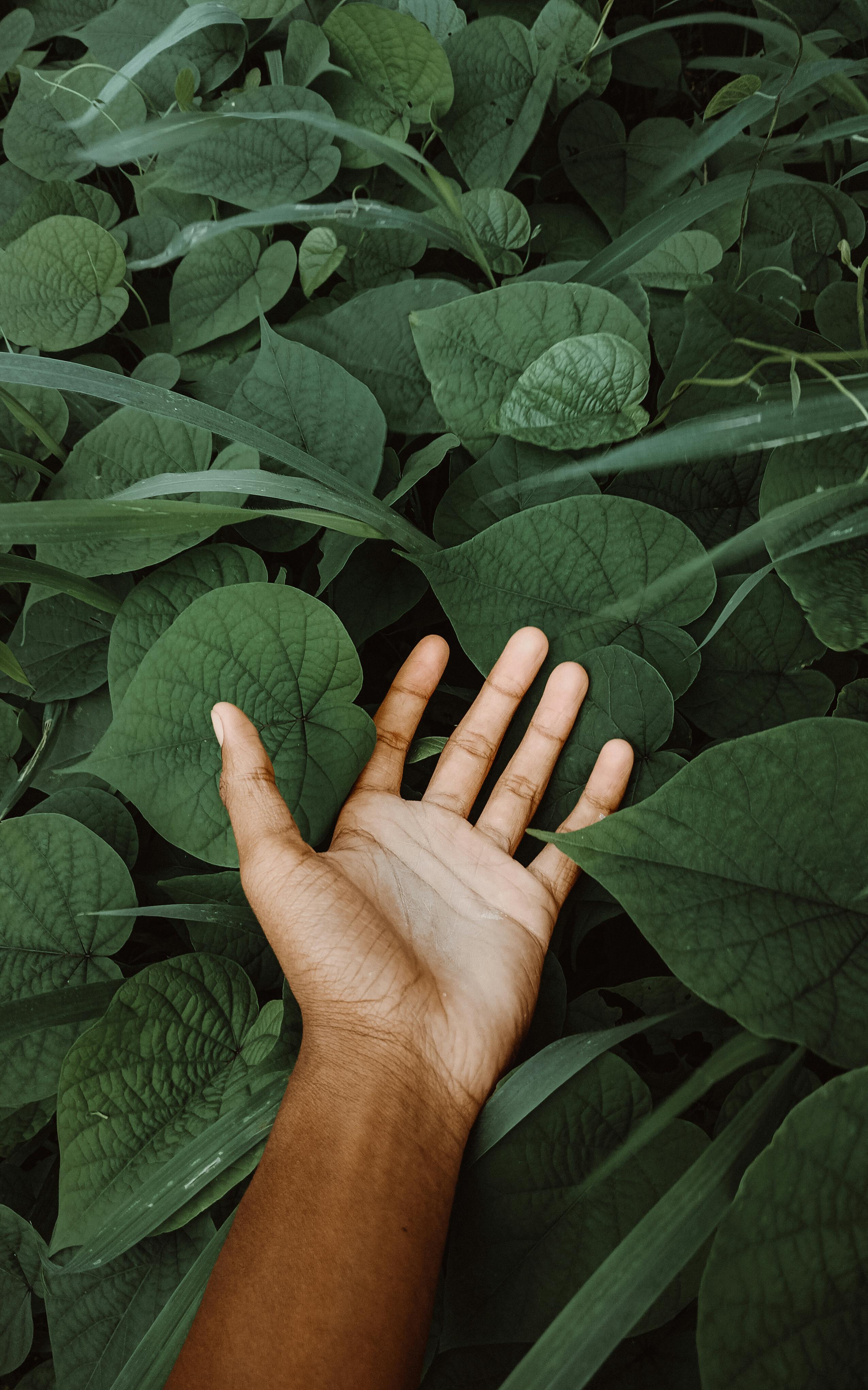 Hand on Leaves · Free Stock Photo