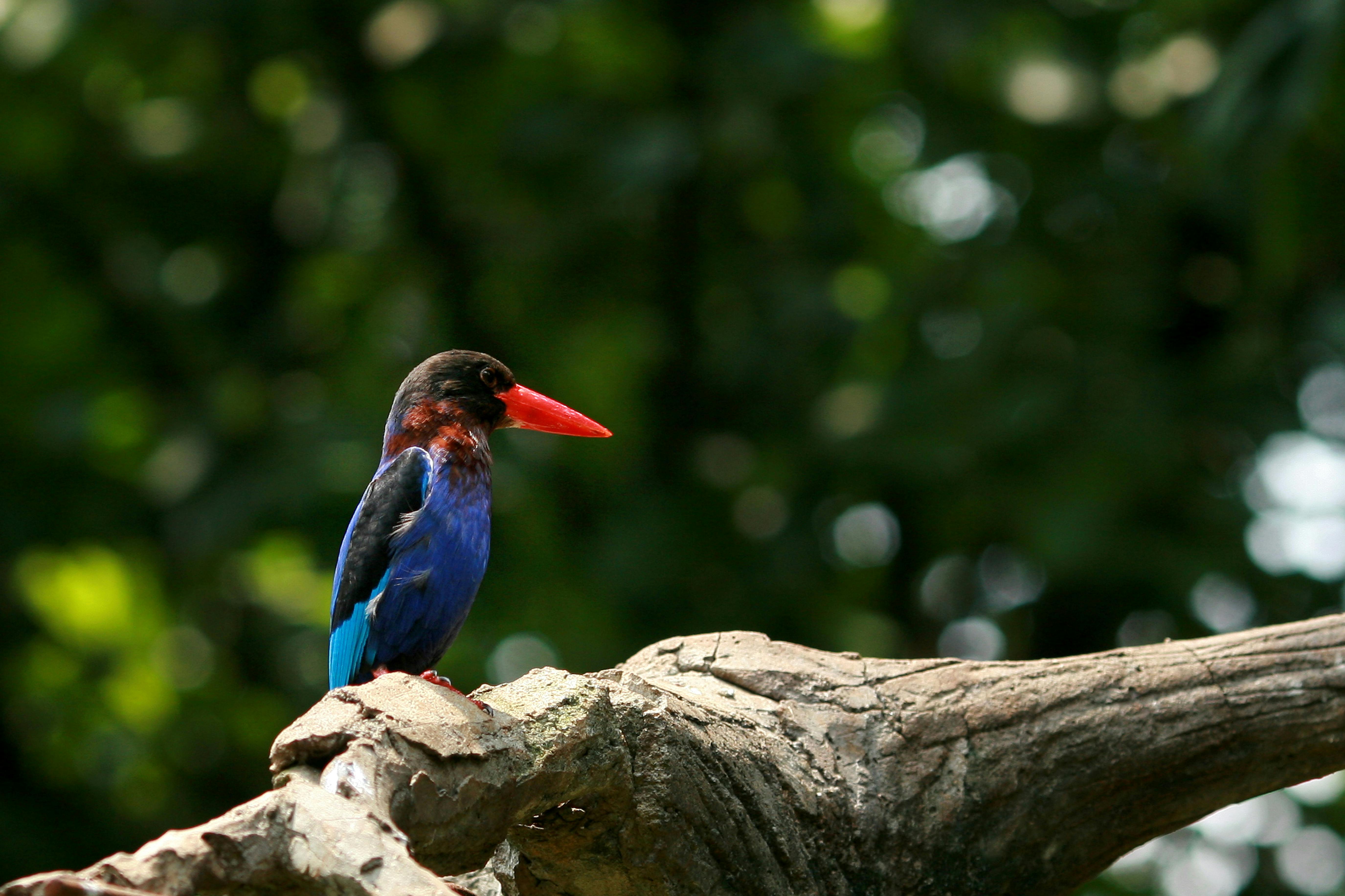 Tree Of Wisdom Photos, Download The BEST Free Tree Of Wisdom Stock ...